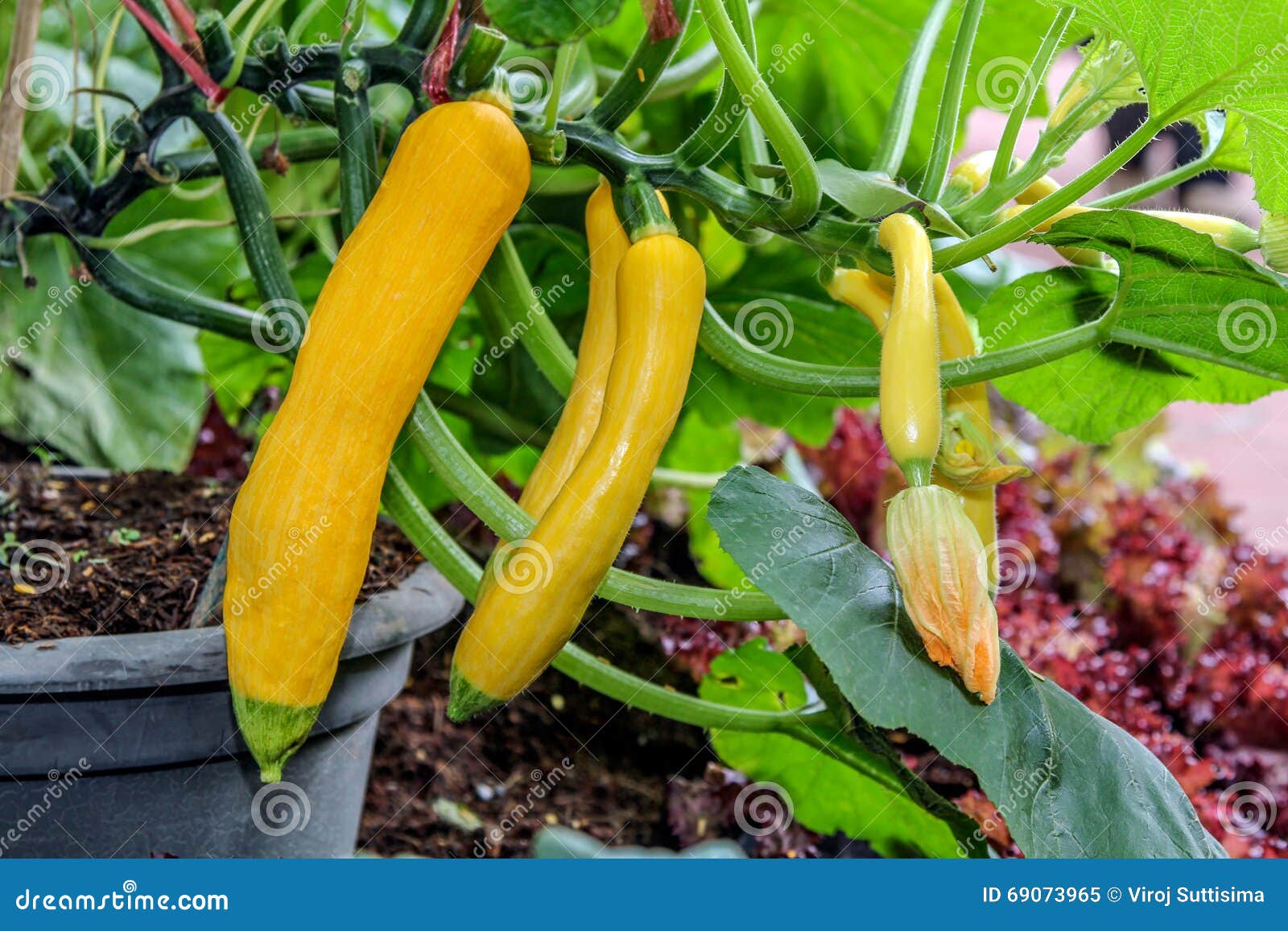 Courgette Jaune Sur Un Pot Dans Le Potager Image stock - Image du mûr ...