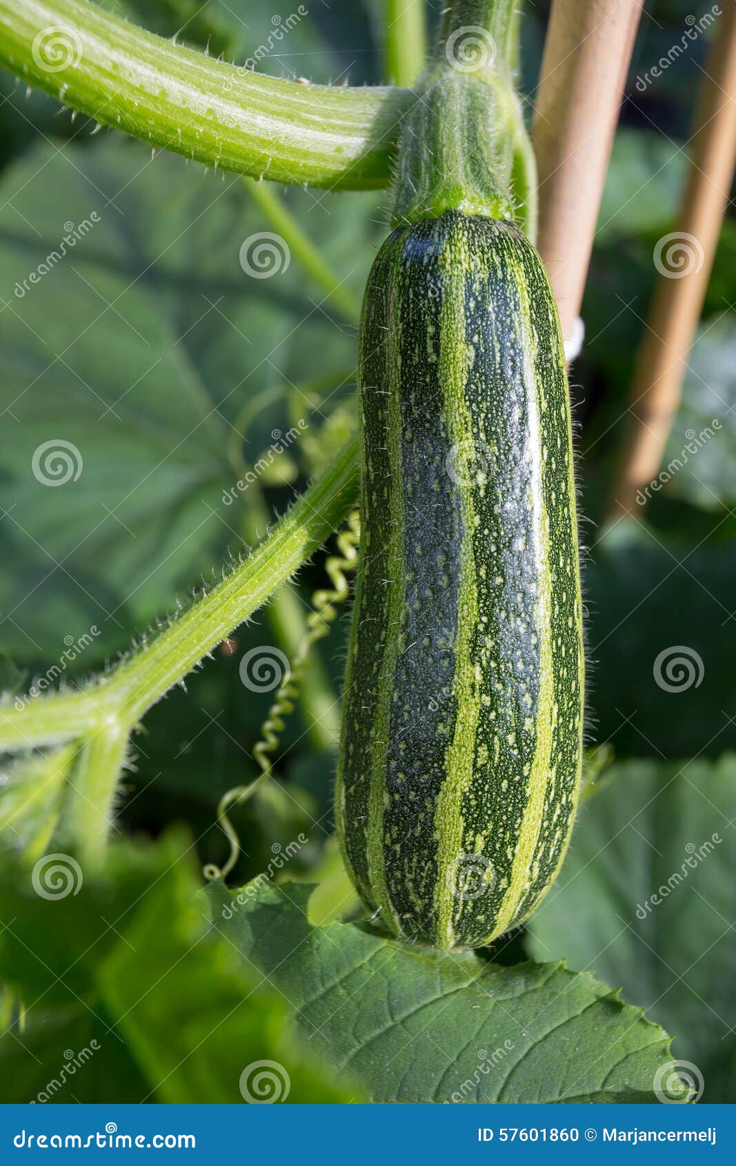 Courgette with Leaves Marrow Zucchini Stock Photo - Image of courgette ...