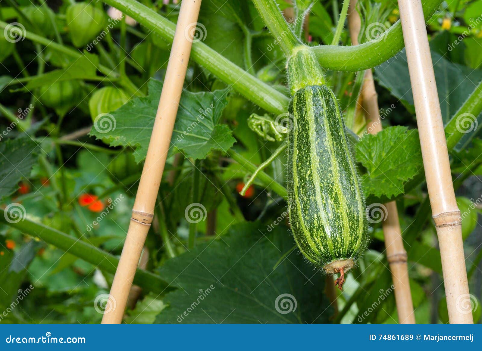 Courgette with Leaves Marrow Zucchini Stock Image - Image of marrow ...