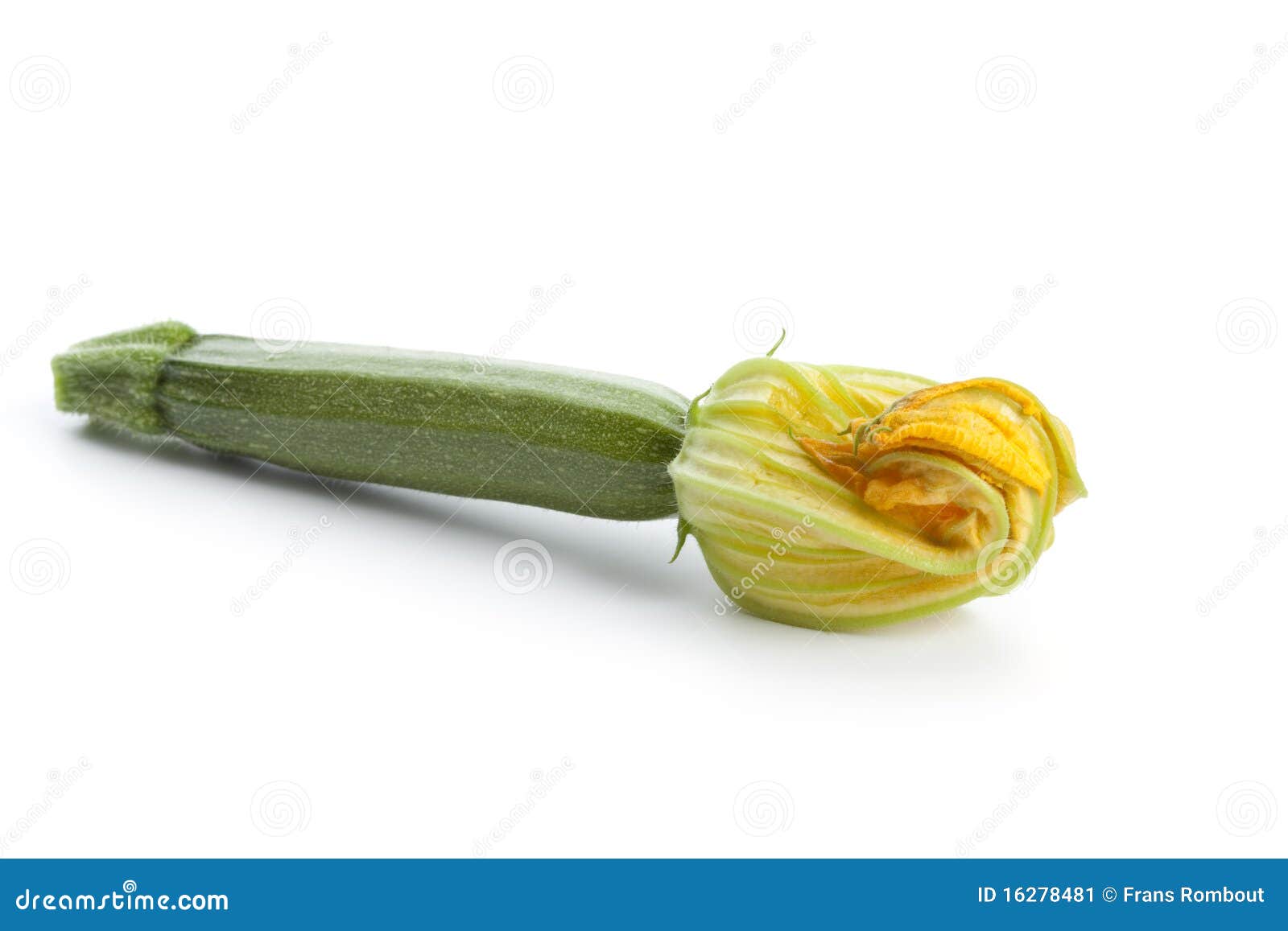 Courgette Met Een Gele Bloem Stock Afbeelding - Image of eetbaar ...