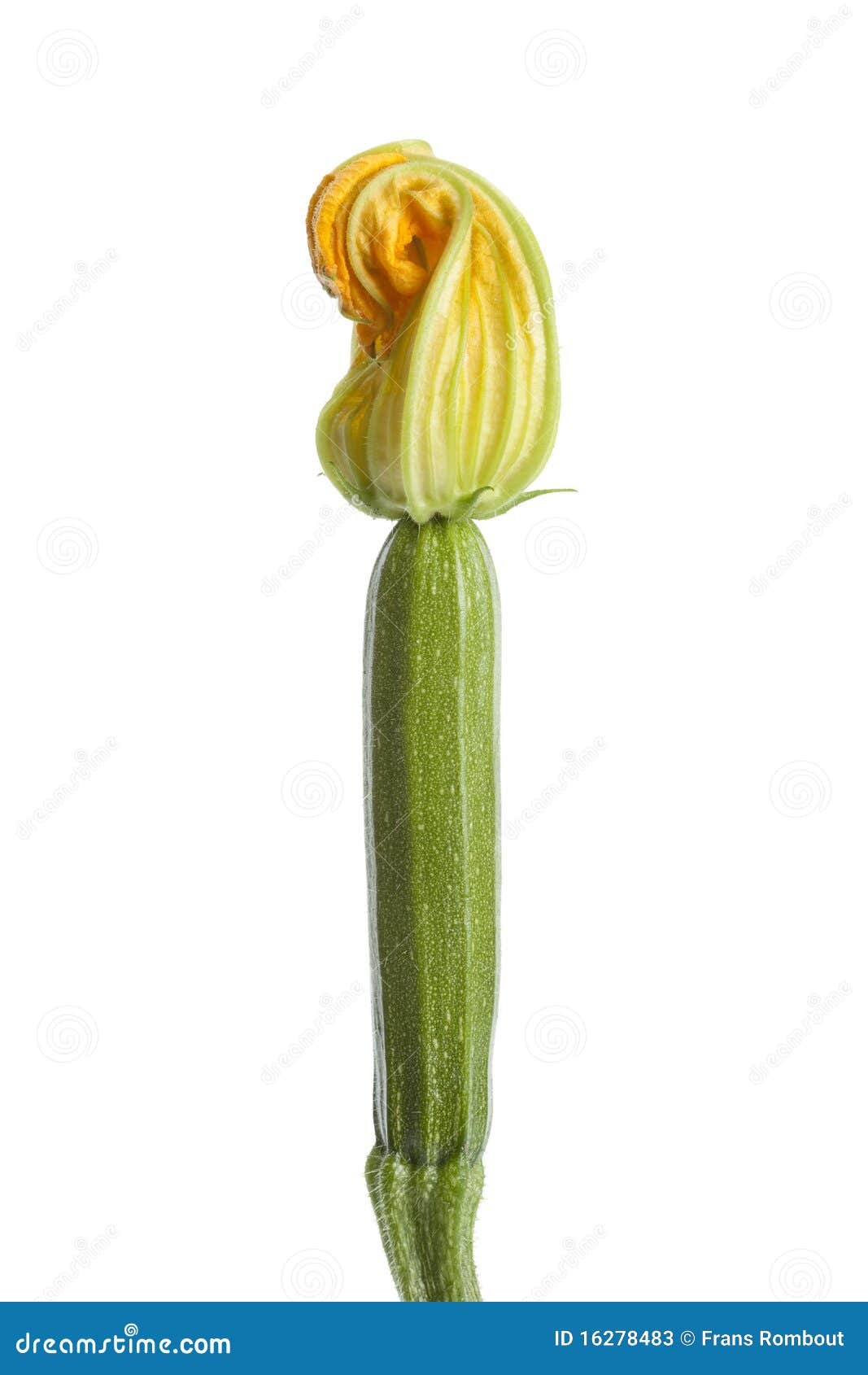 Courgette Met Een Gele Bloem Stock Afbeelding - Image of bloem, studio ...