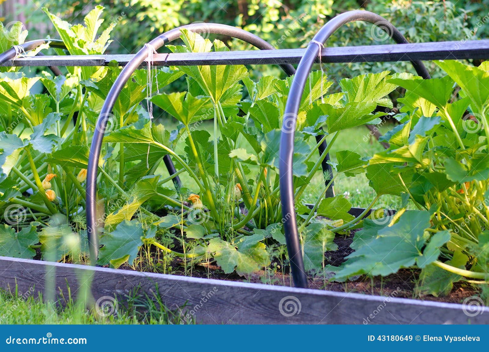 Courgette in moestuin stock afbeelding. Image of pompoen - 43180649