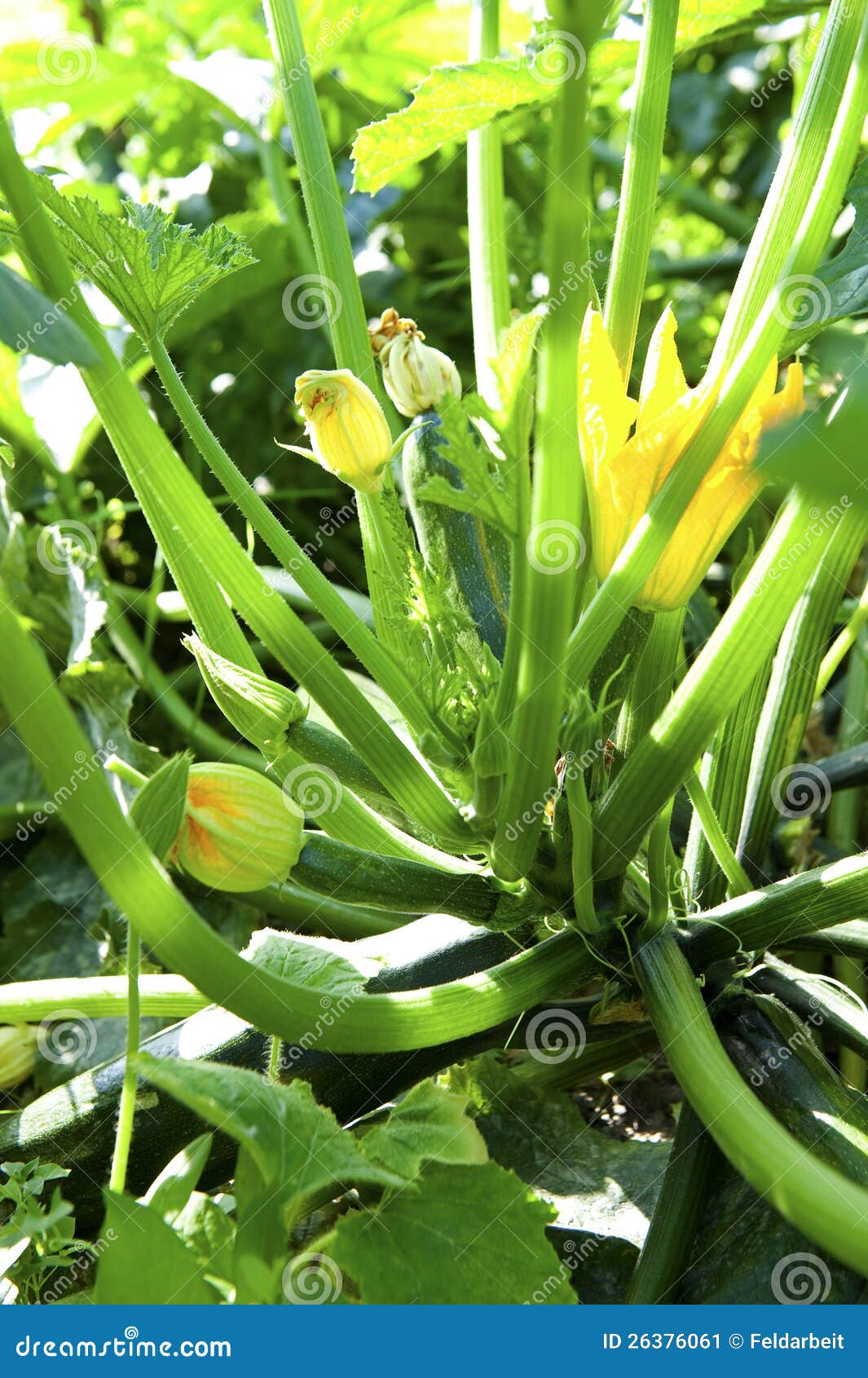 Courgette plant stock image. Image of nutrition, farming - 26376061