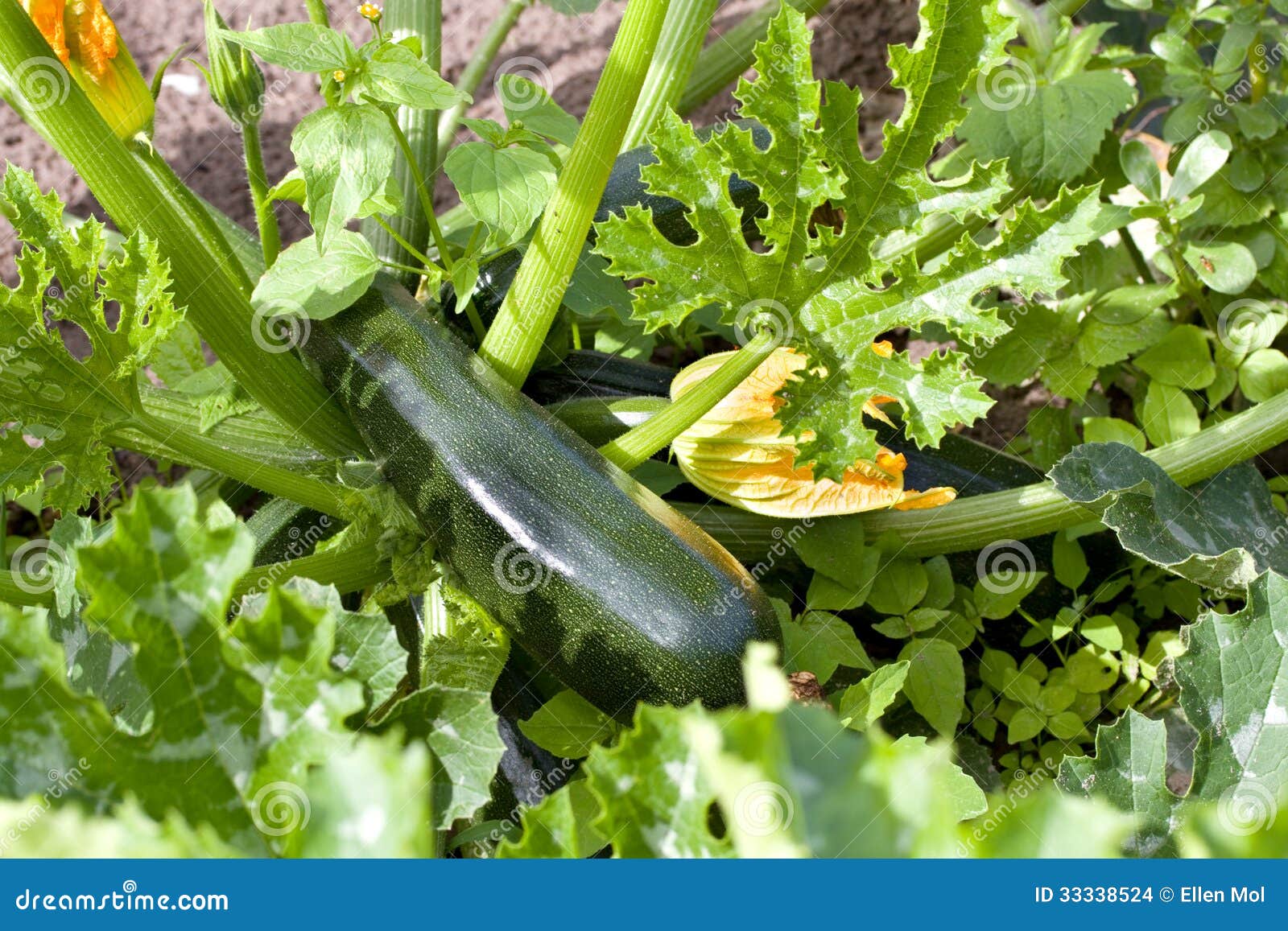 Courgette plant stock photo. Image of countryside, farm - 33338524