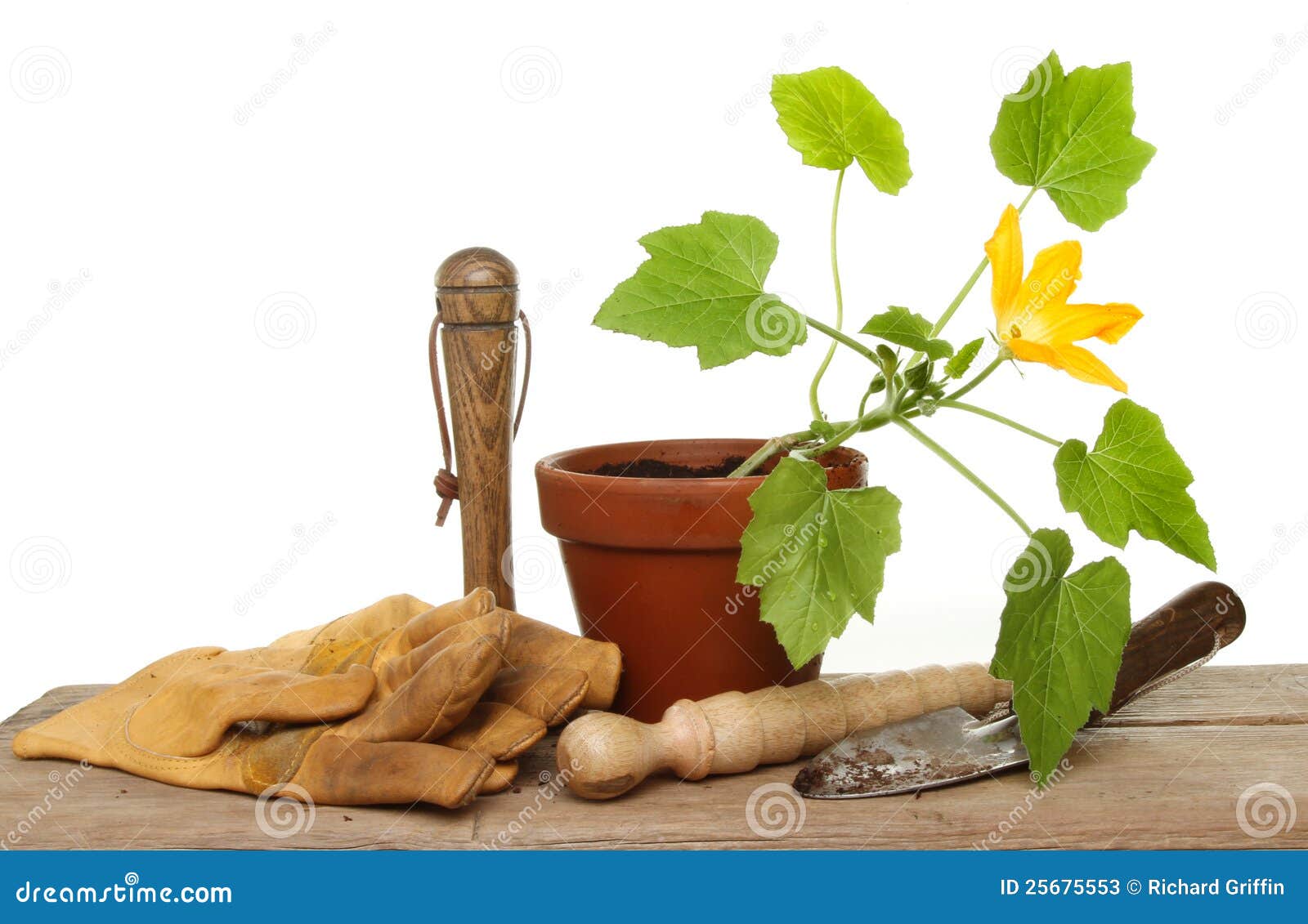 Courgette plant and tools stock image. Image of plant - 25675553