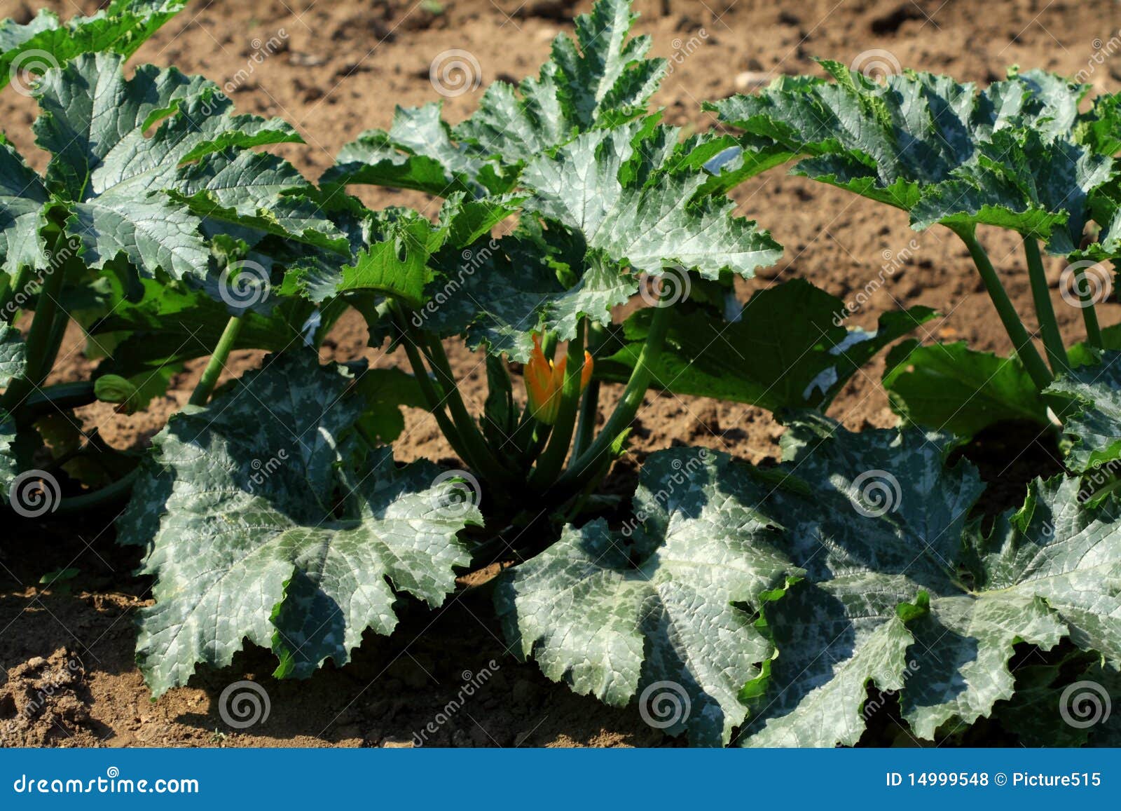 Courgette plants stock photo. Image of field, vegetables - 14999548