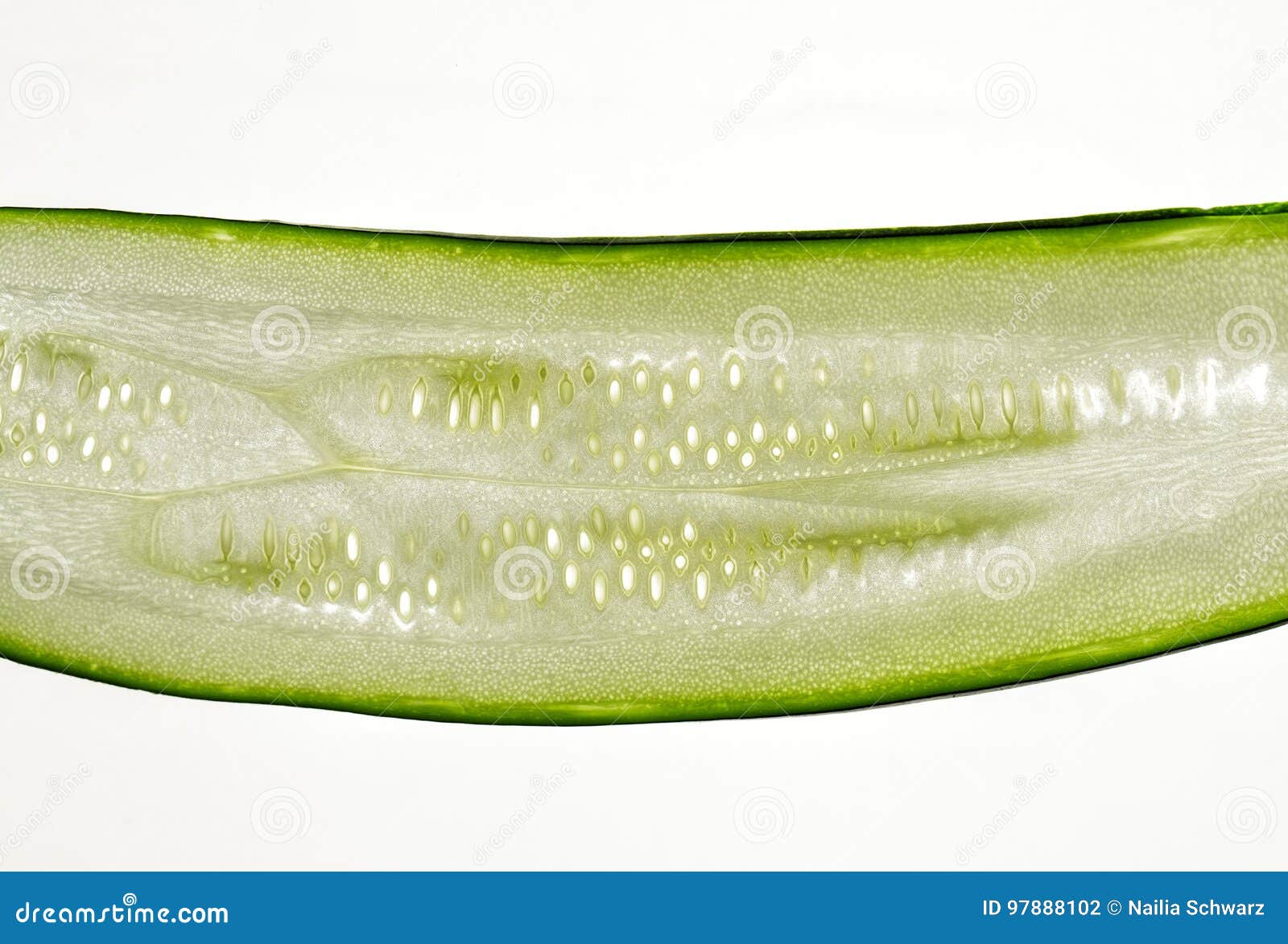 Courgette Slices stock photo. Image of cooking, vegetarian - 97888102