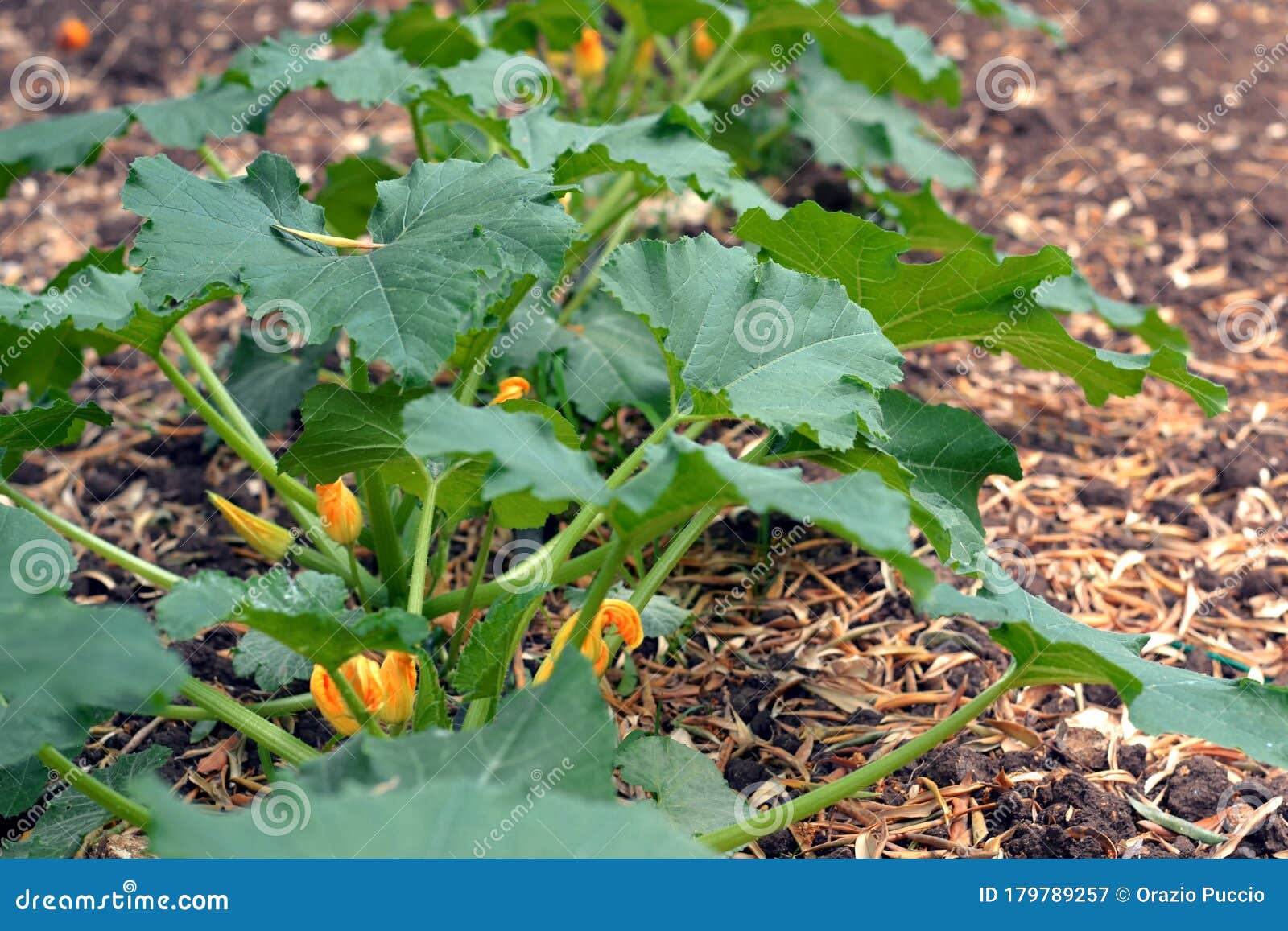 Courgette in the Vegetable Garden Stock Image - Image of leaf, green ...