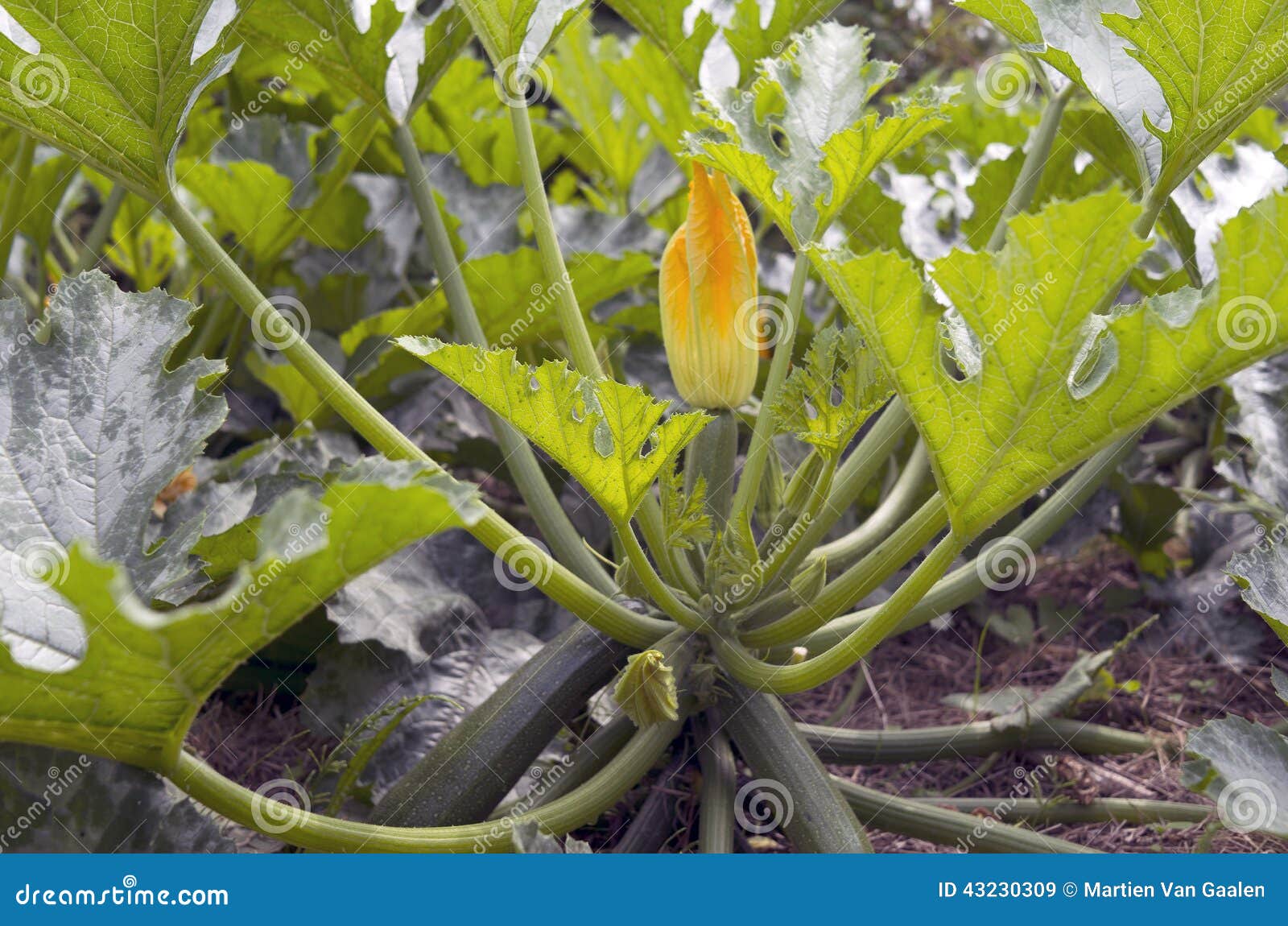 Courgetteinstallaties in De Organische Moestuin Stock Afbeelding ...