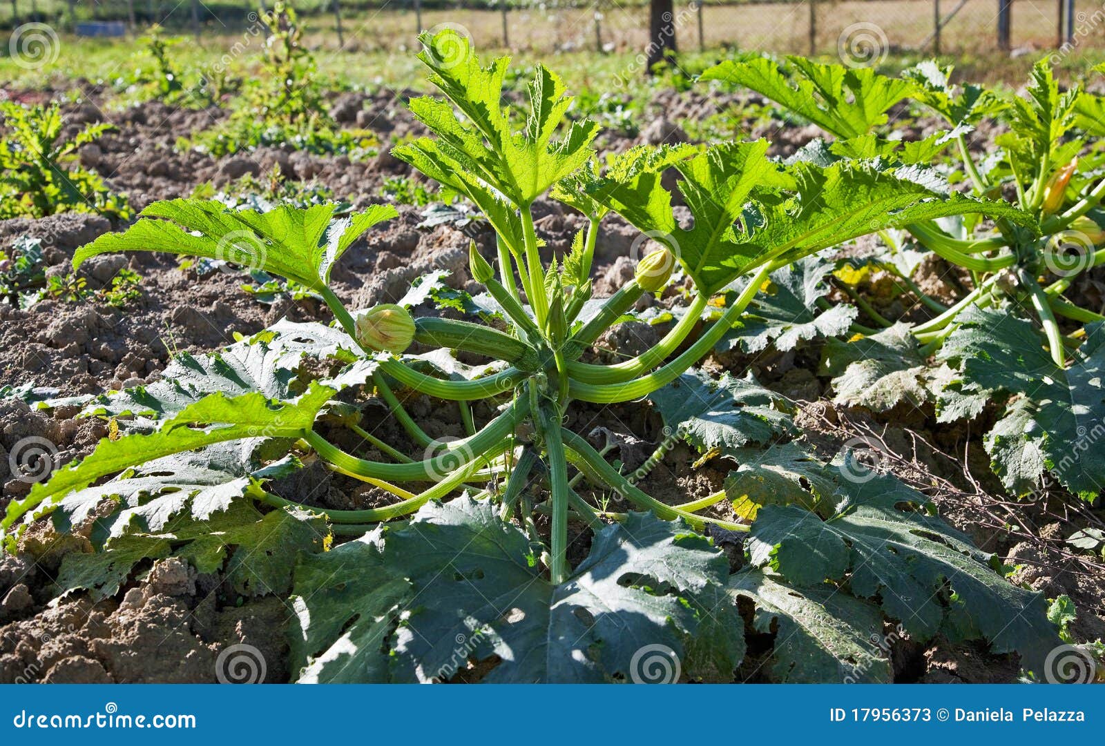Courgettes of Courgette in Een Moestuin. Stock Afbeelding - Image of ...