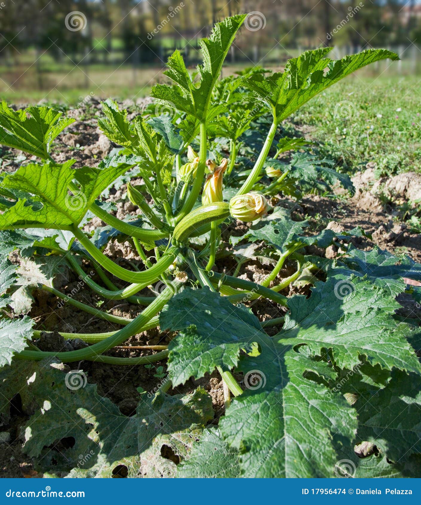 Courgettes of Courgette in Een Moestuin. Stock Foto - Image of ...