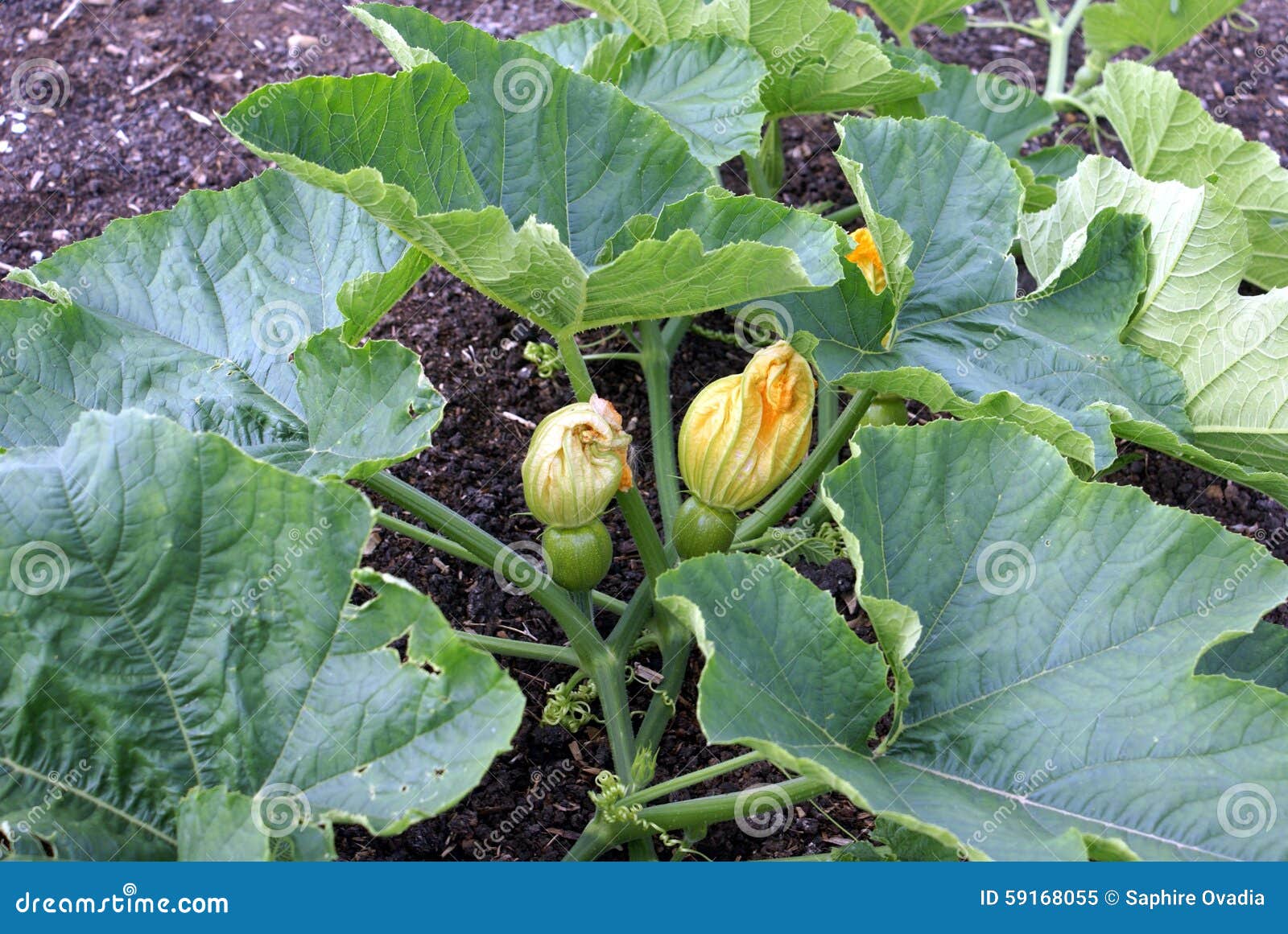 Courgettes Growing in a Vegetable Field Stock Image - Image of vine ...