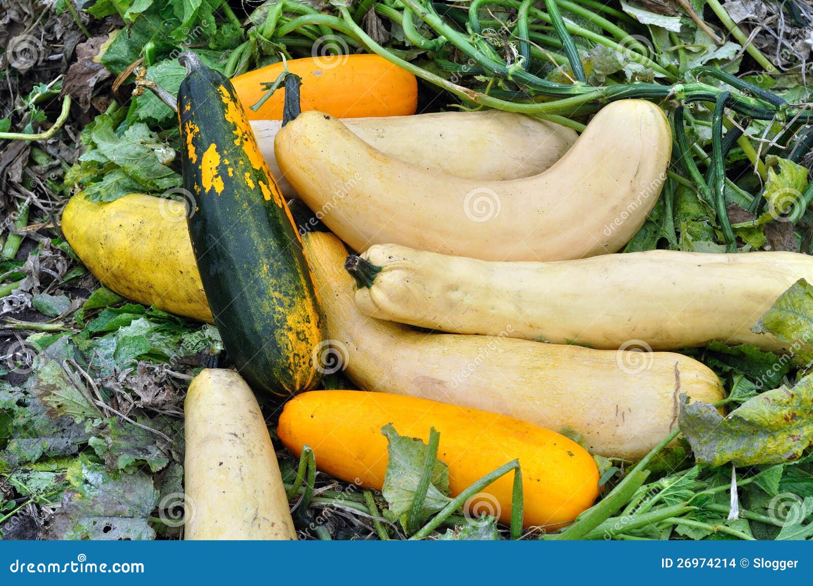 Courgettes harvest stock photo. Image of stack, harvesting - 26974214