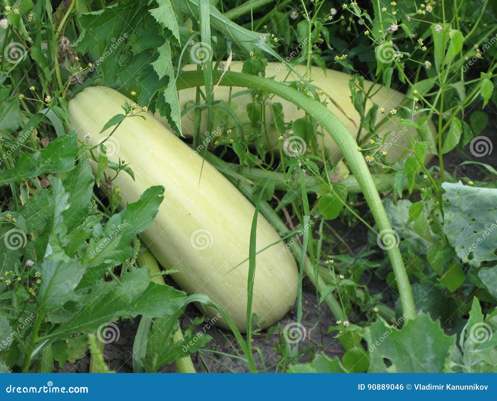 Courgettes stock photo. Image of vegetables, summer, frame - 90889046