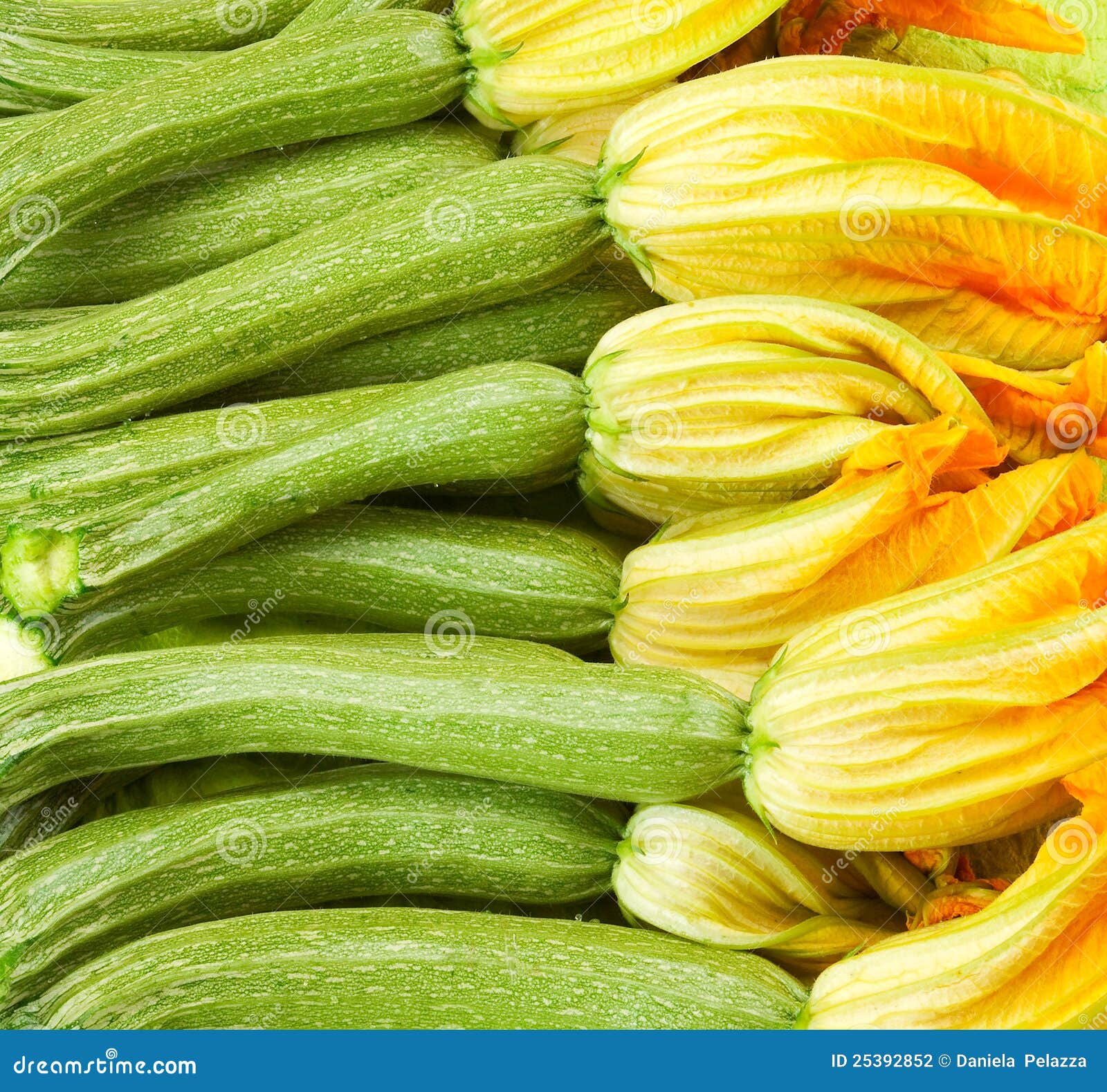 Courgettes or Zucchini with Flowers Stock Photo - Image of fresh ...