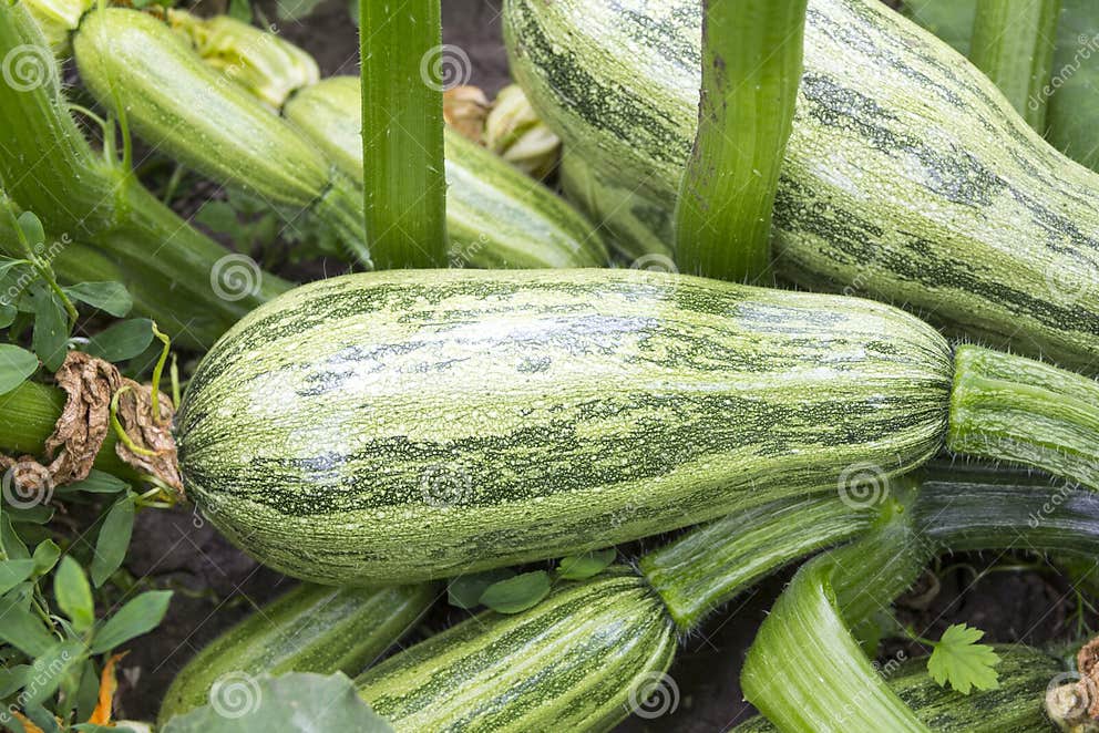 Courgettes Zucchini Grow on the Garden Stock Image - Image of ...