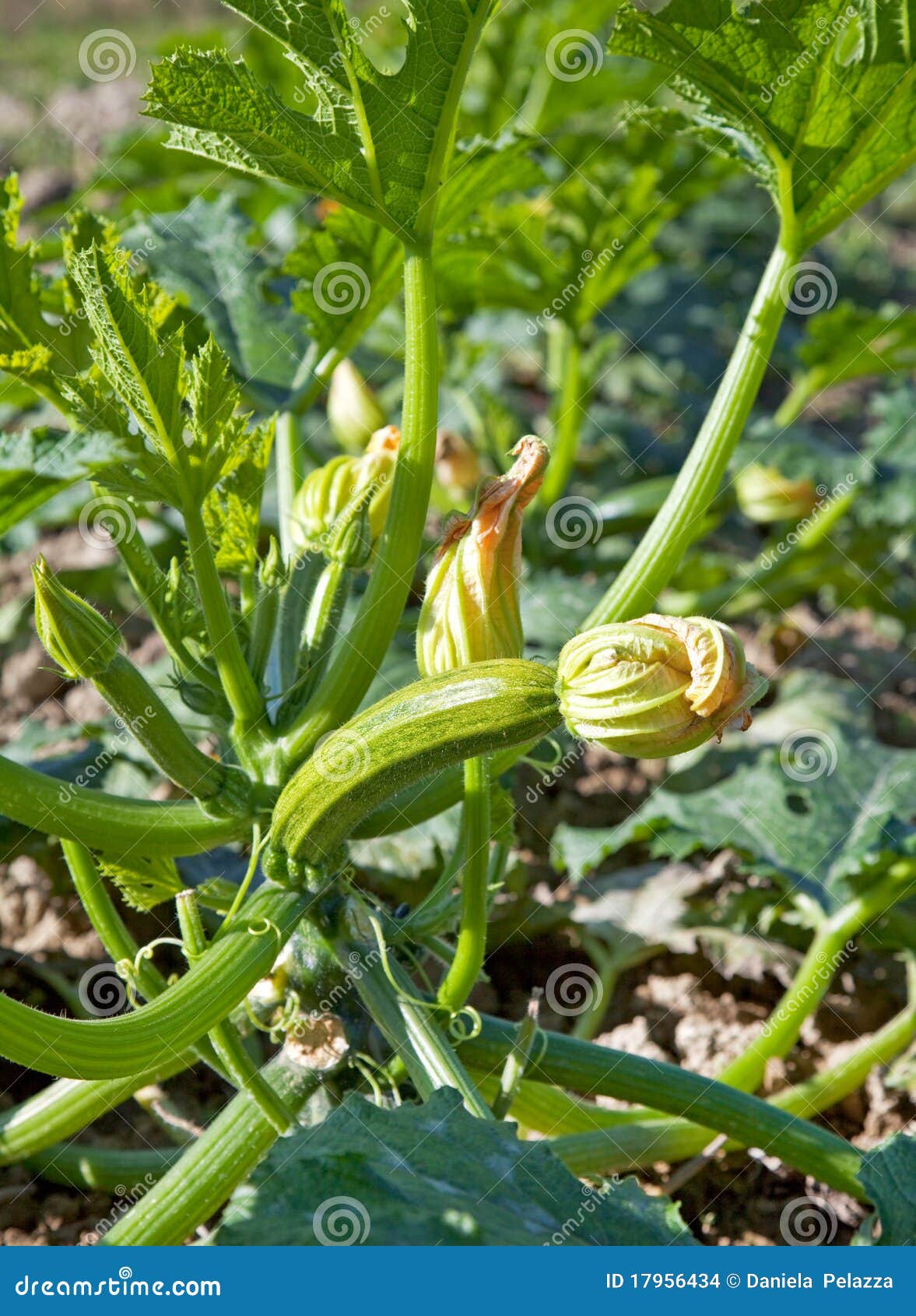 Courgettes or Zucchini in a Kitchen Garden. Stock Photo - Image of ...