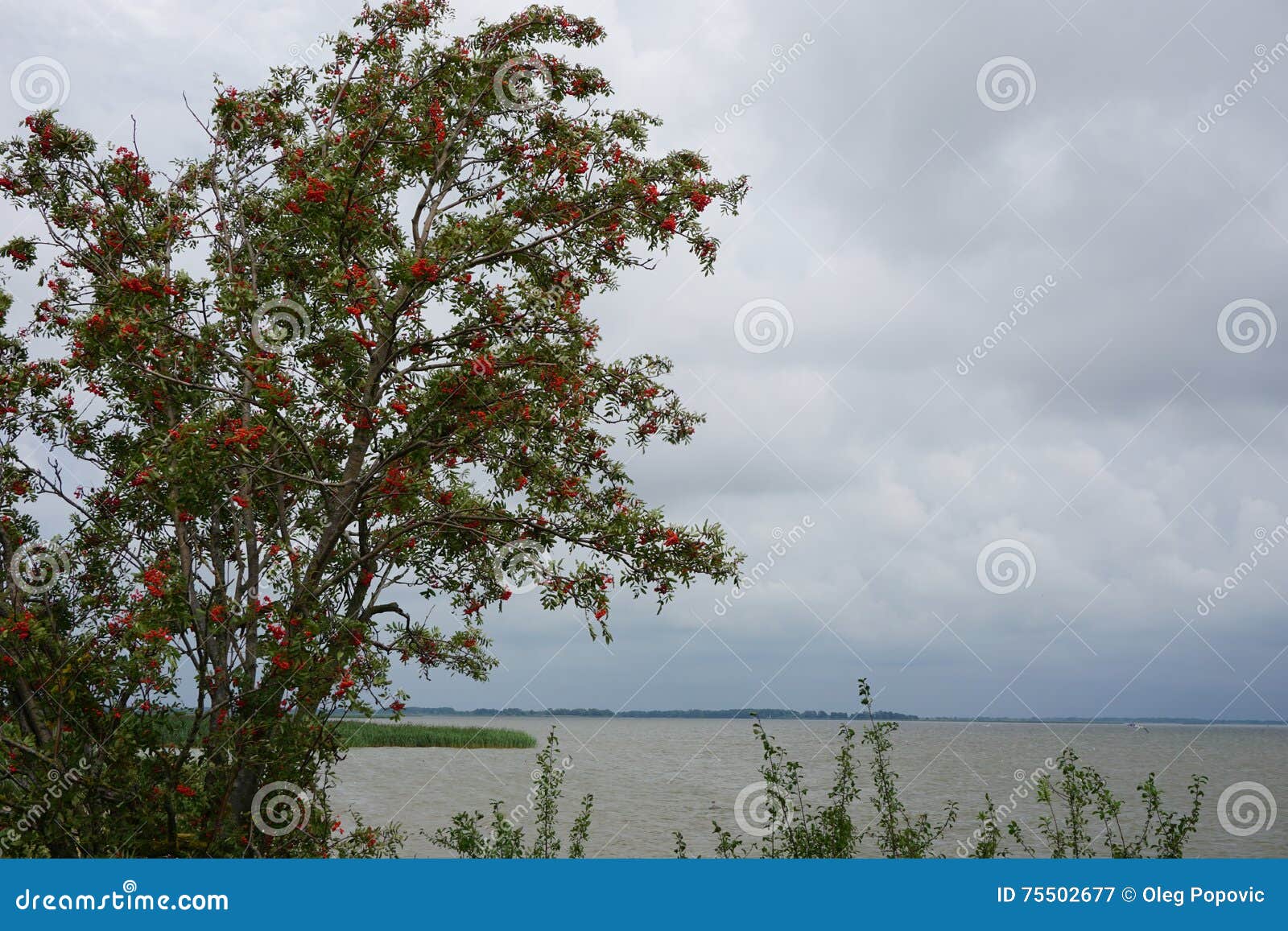 Ash at the lagoon bank stock image. Image of water, couronian - 75502677