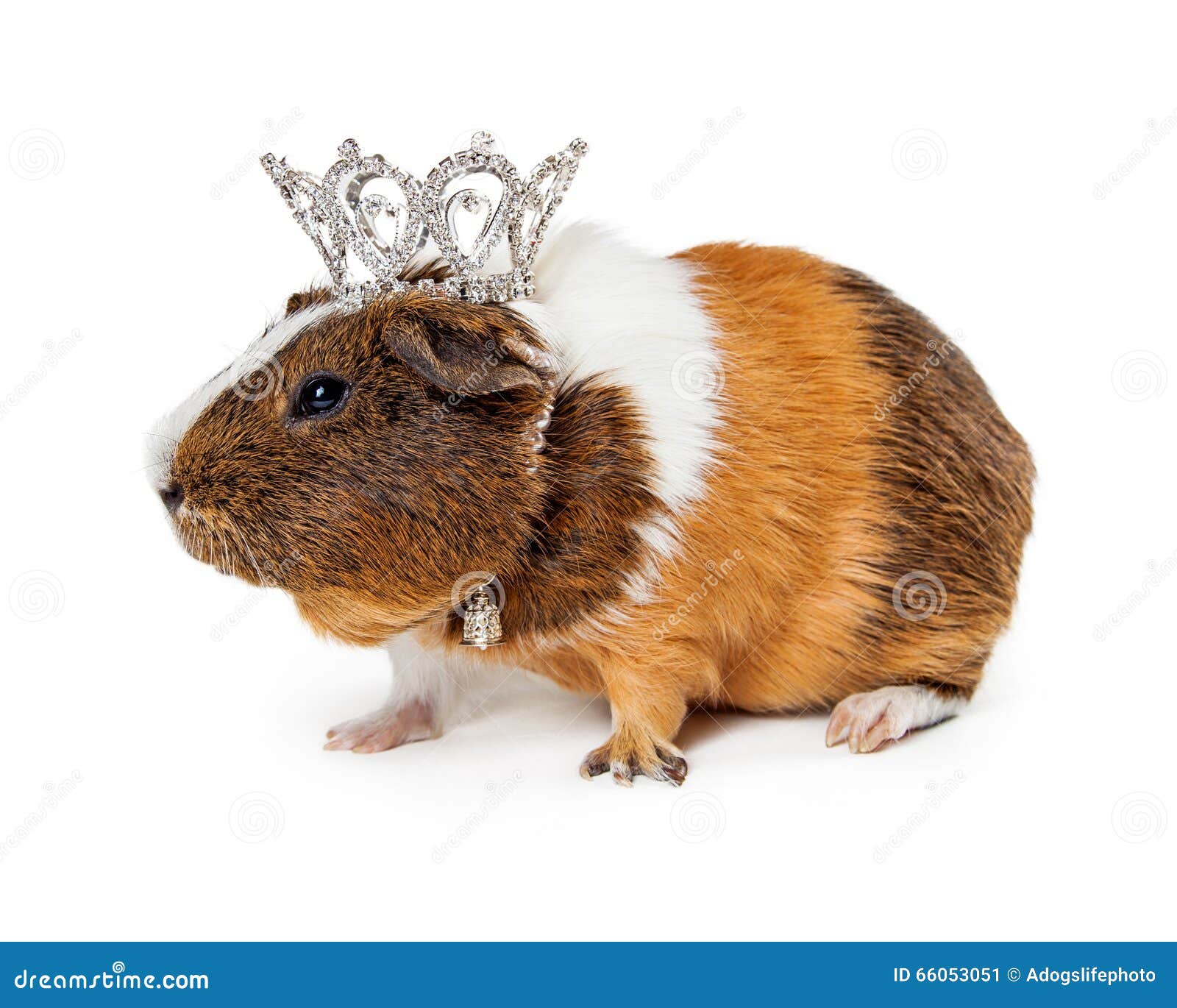 Couronne de port de cobaye image stock. Image du tête - 66053051
