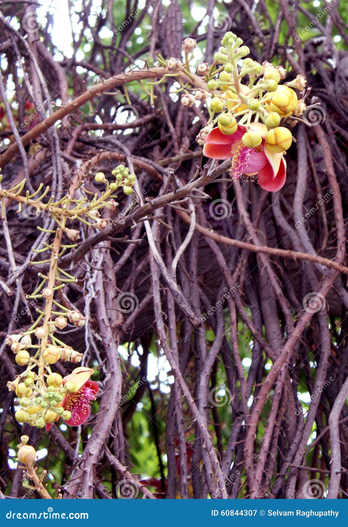 Couroupita Guianensis Known As Cannonball Tree Stock Photo ...
