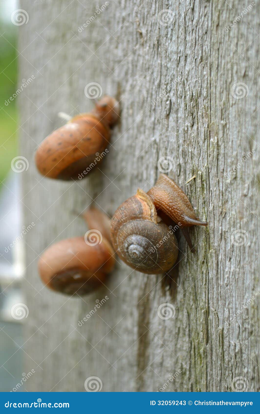 Course d'escargot image stock. Image du texture, cour - 32059243