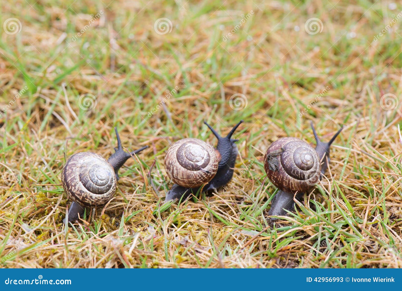 Course d'escargot image stock. Image du extérieur, rapide - 42956993