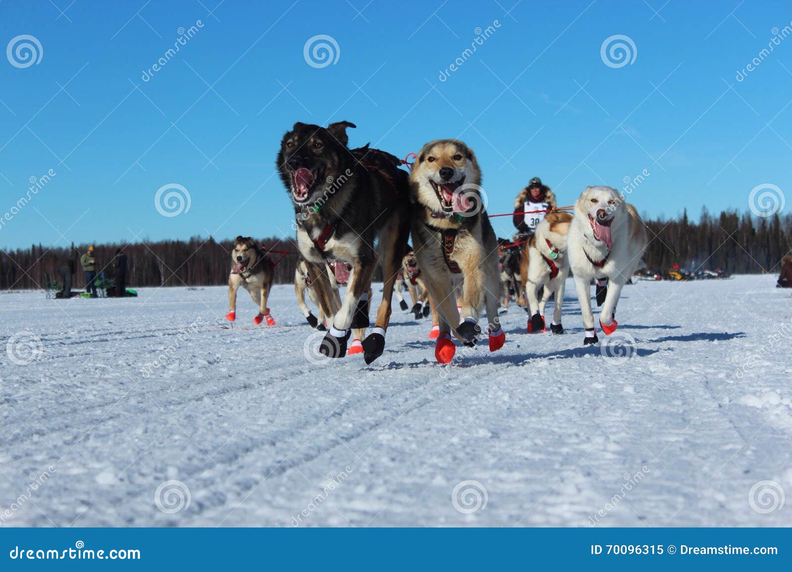 Course D'Iditarod En Alaska Image éditorial - Image du alaska, crabot ...