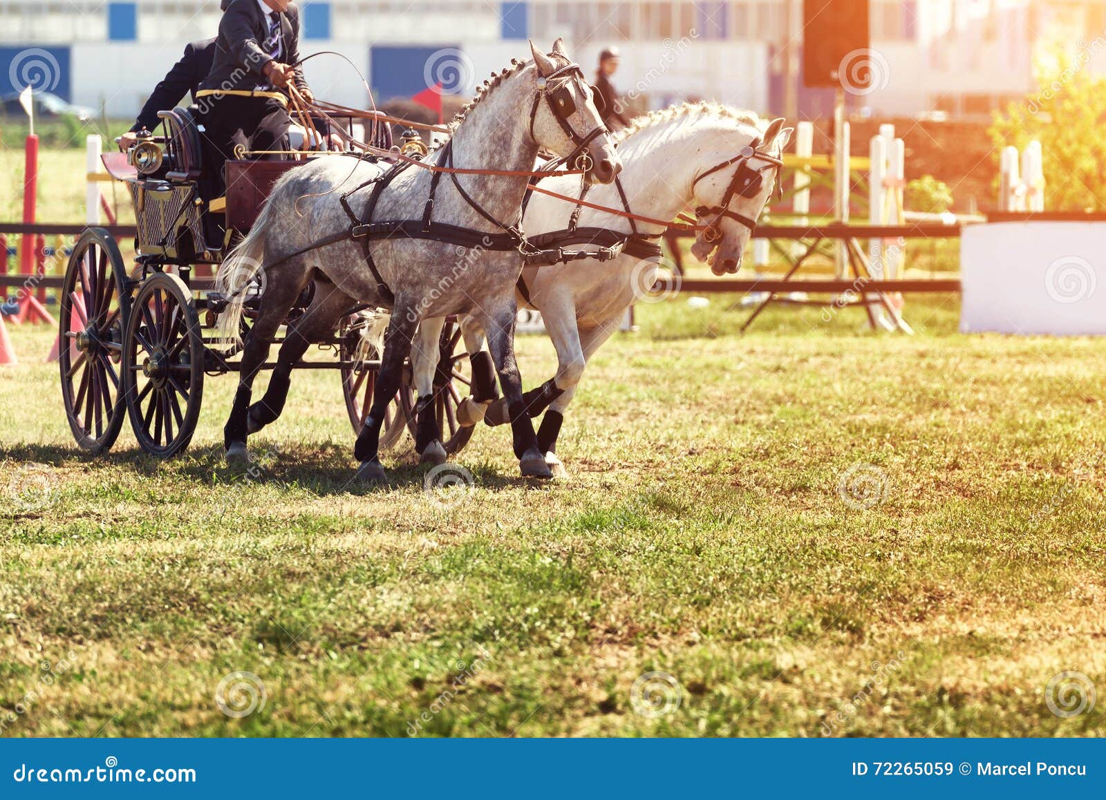 Course De Char Avec Des Obstacles Image stock - Image du rênes ...
