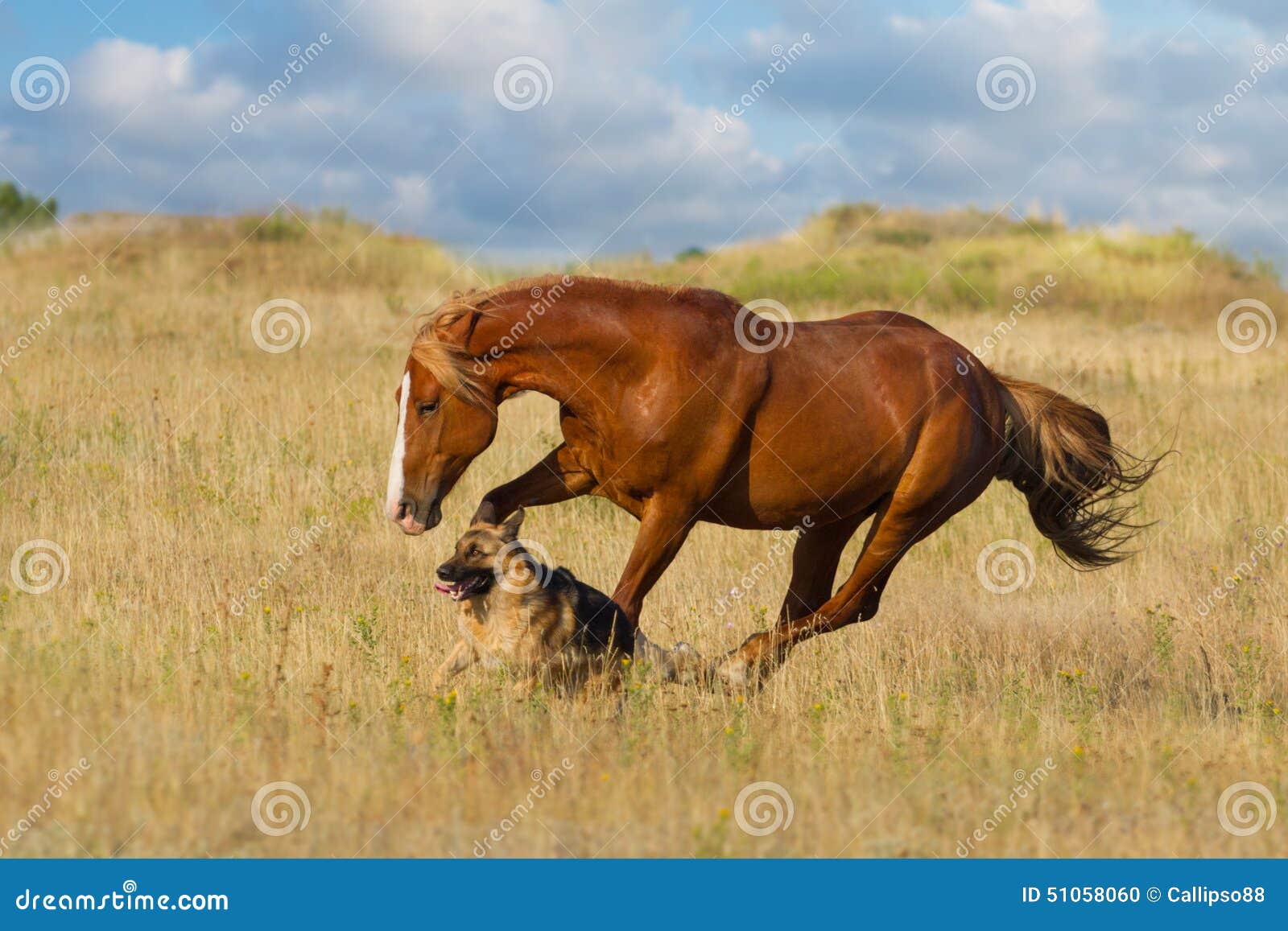 Course De Cheval Et De Chien Photo stock - Image du crabot, masculin ...