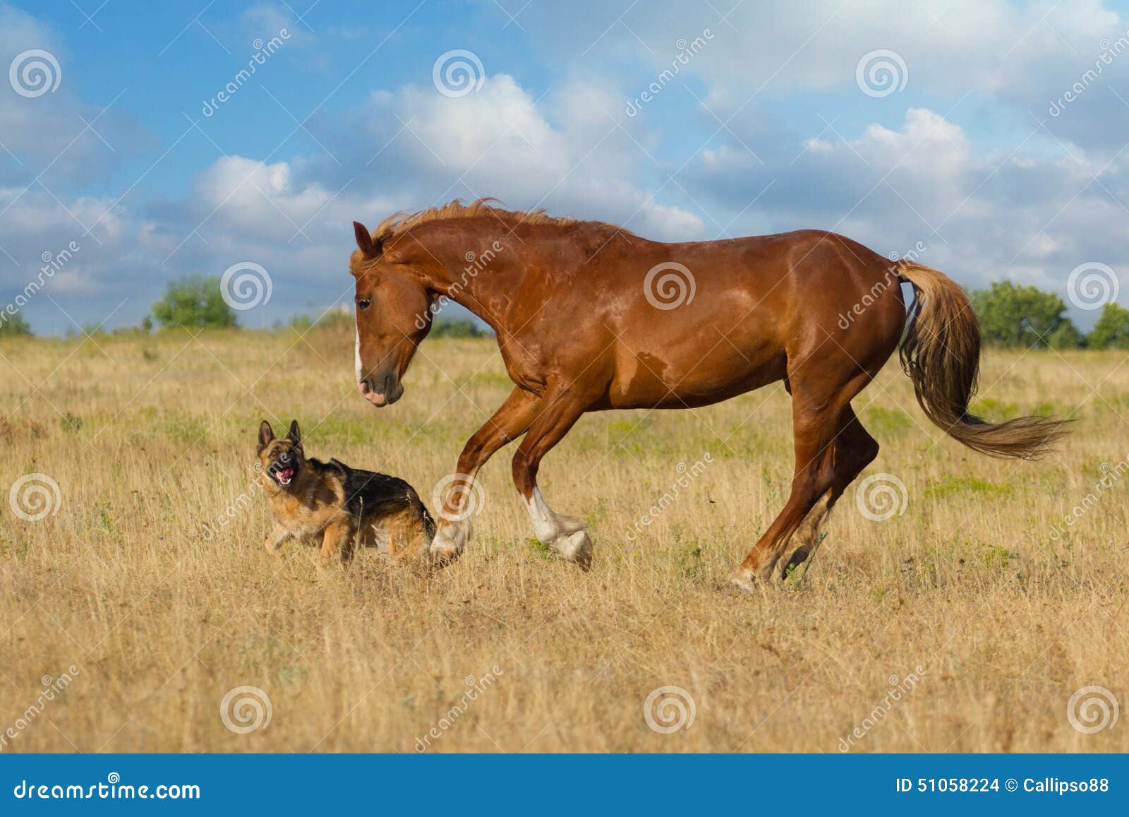 Course De Cheval Et De Chien Photo stock - Image du déménager, libre ...