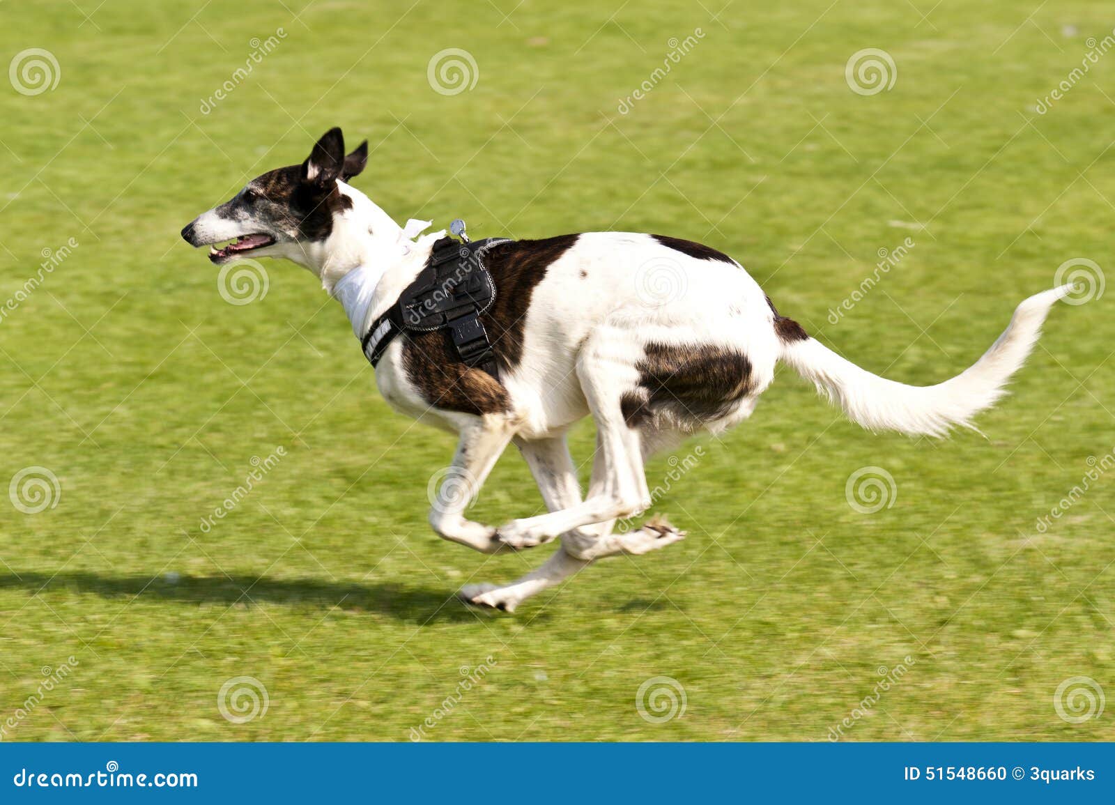 Course de chien photo stock. Image du chemin, mouvement - 51548660