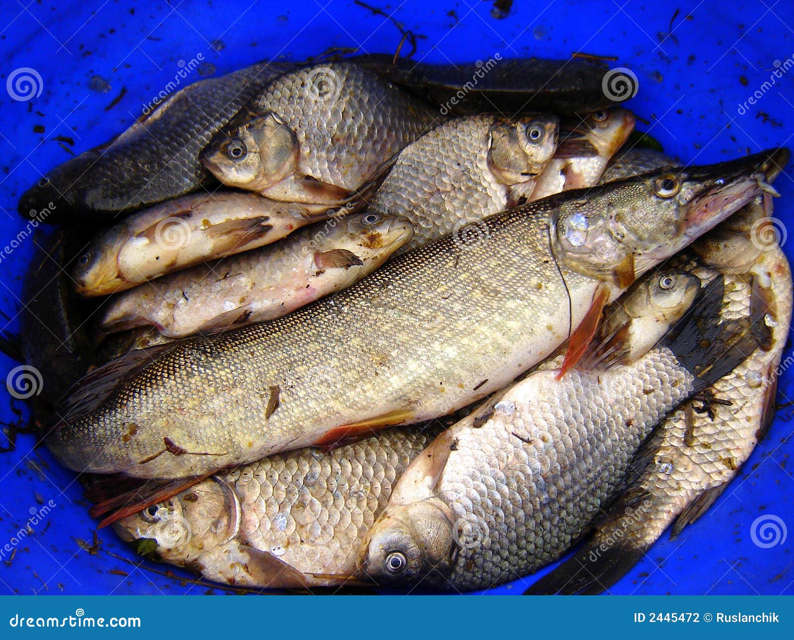 Course fish stock photo. Image of caught, fisheries, sport - 2445472