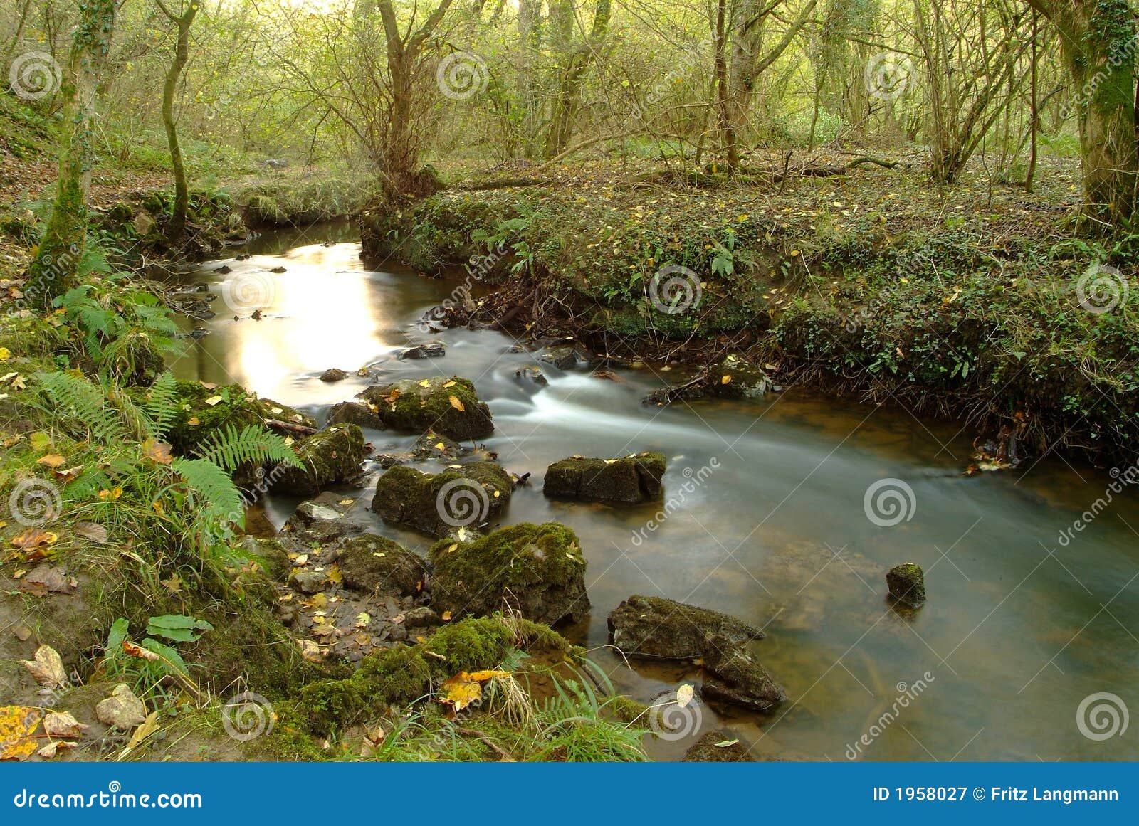 Course of a stream stock image. Image of midge, grow, light - 1958027