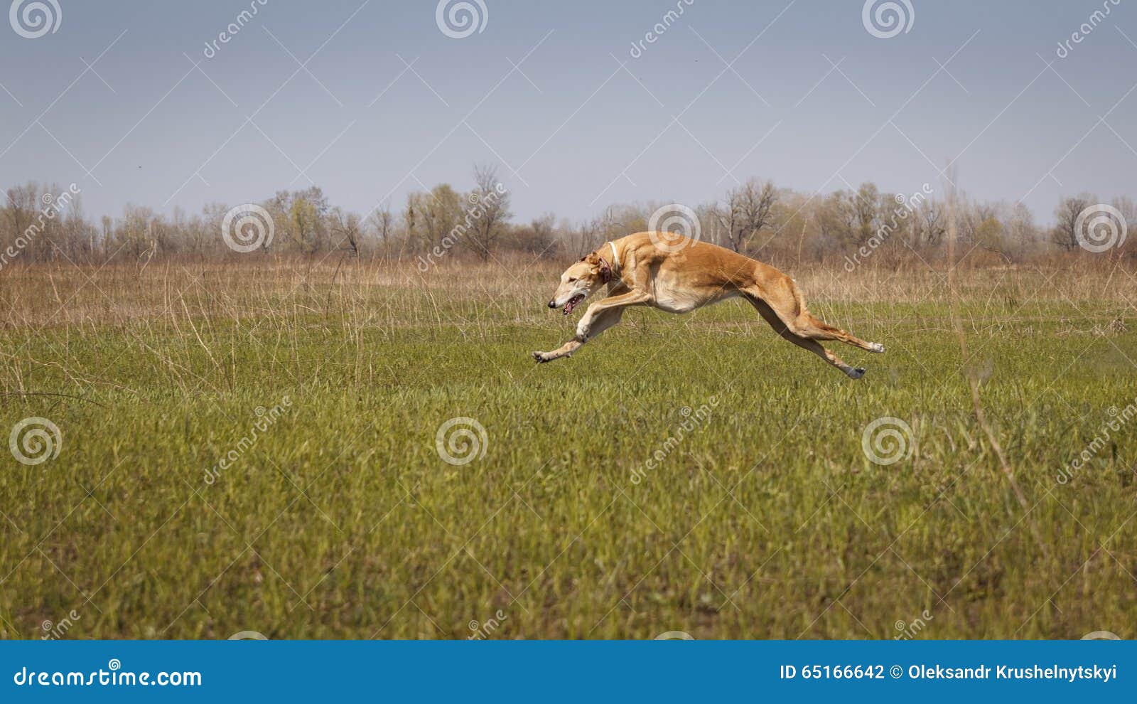 Coursing. Hound Dog Horta is Running Stock Photo - Image of autumn ...
