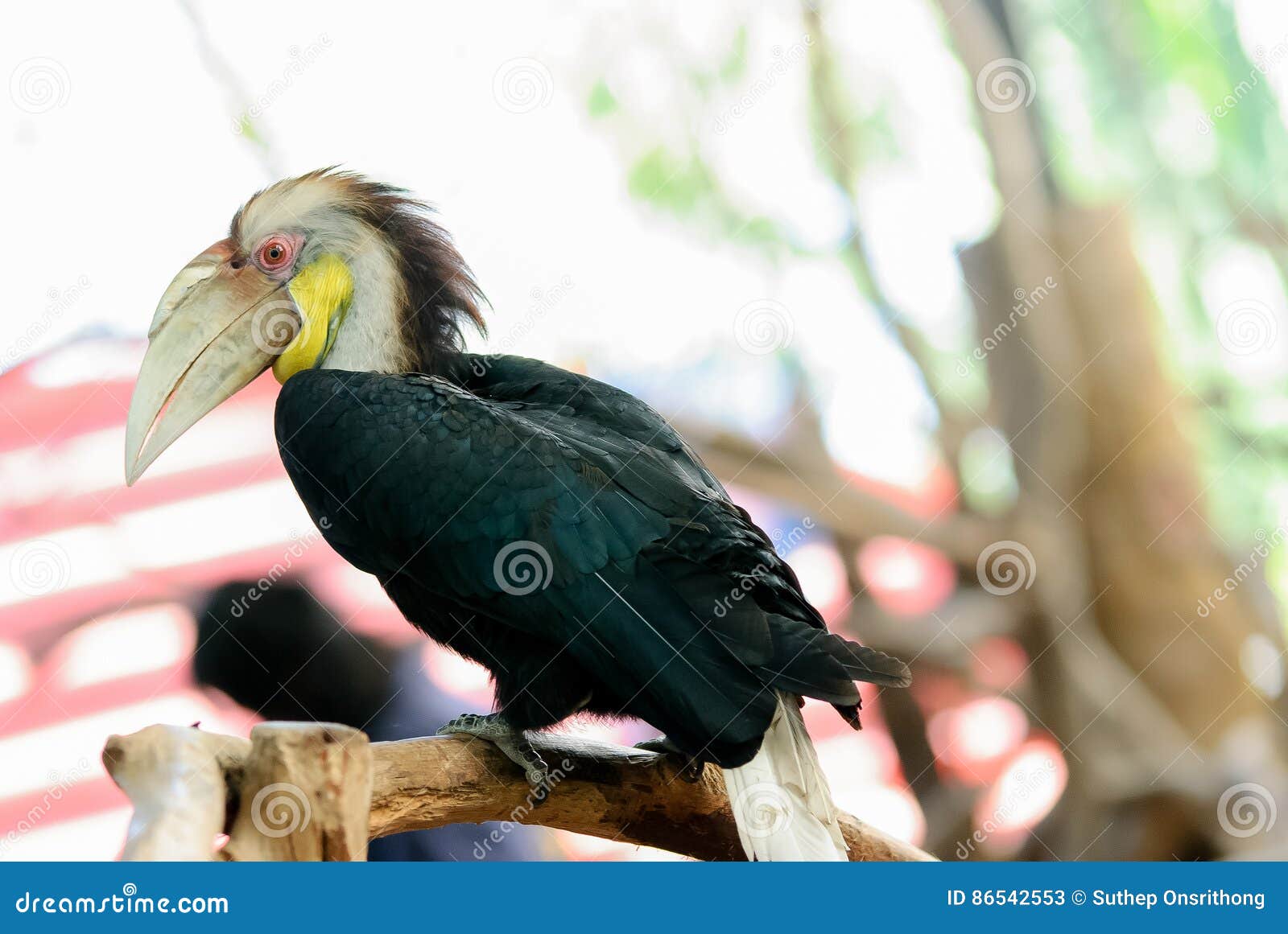 Court Parrot Talking Animals. 2 Stock Image - Image of parrots, court ...
