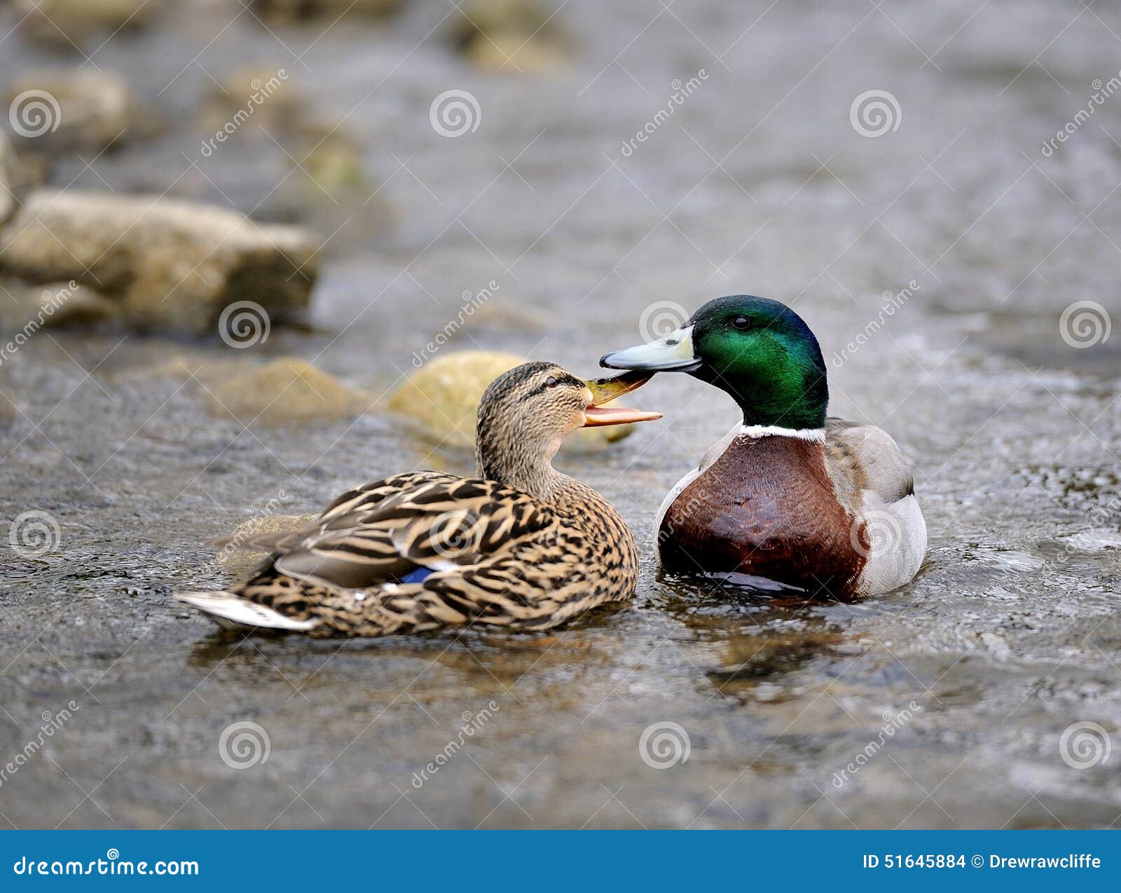 Courting Ducks stock photo. Image of green, mallard, swimming - 51645884