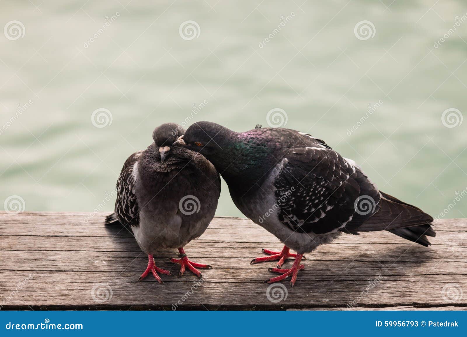 Courting feral pigeons stock image. Image of love, grooming - 59956793