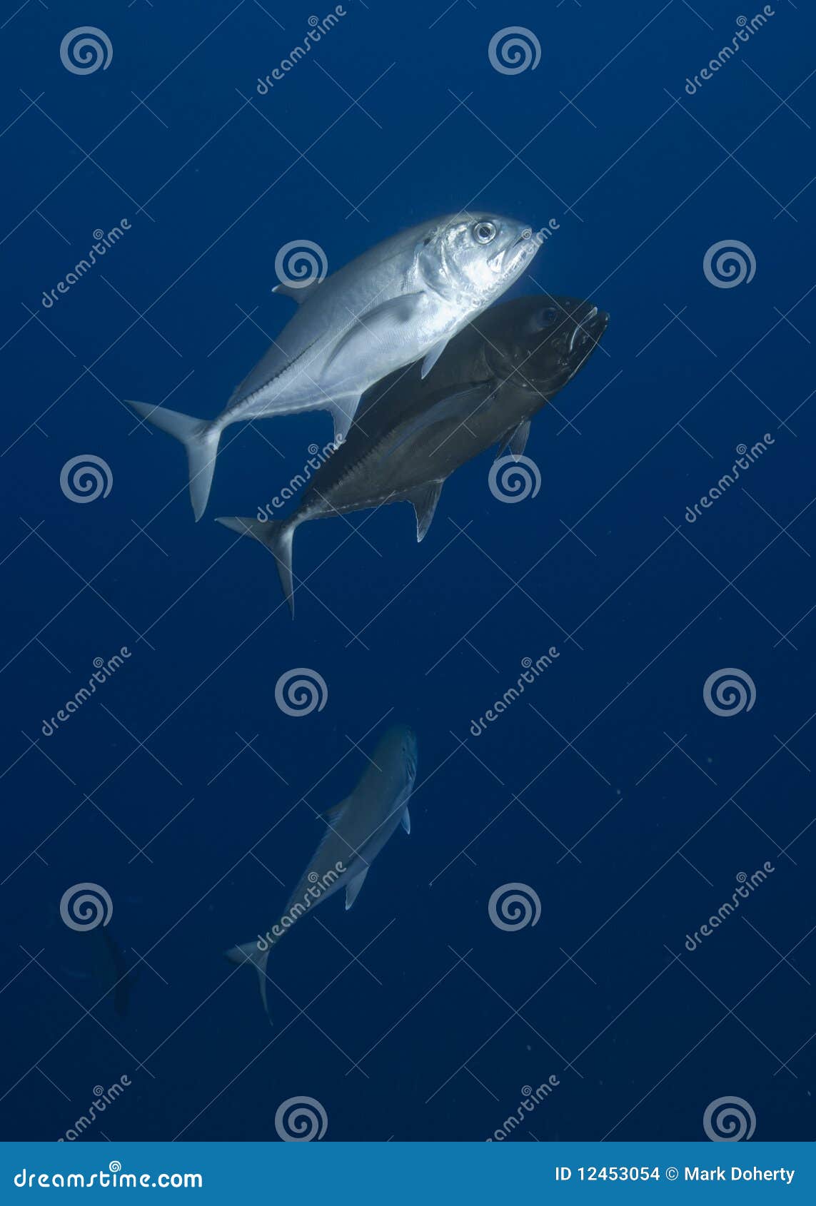 Courting fish stock photo. Image of full, tropical, clear - 12453054