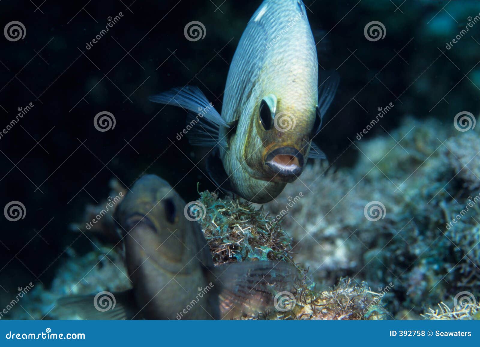 Courting fish stock photo. Image of romance, scuba, female - 392758