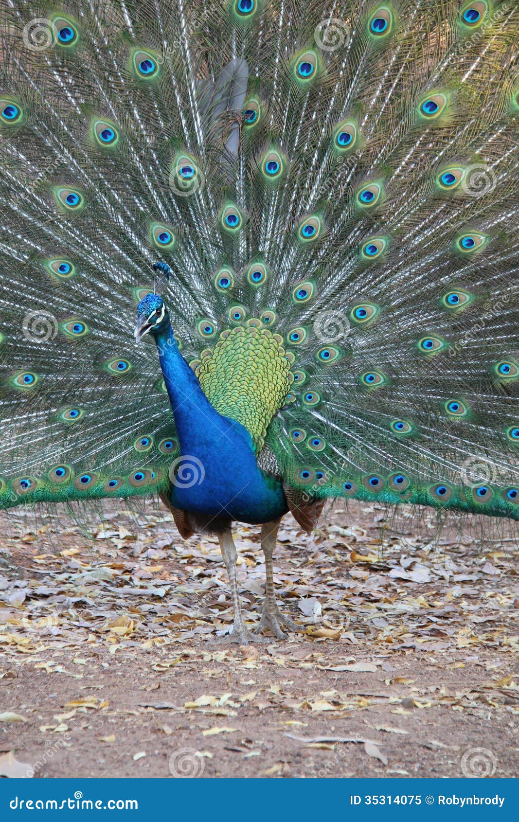 Courting peacock stock image. Image of color, eyes, feathers - 35314075