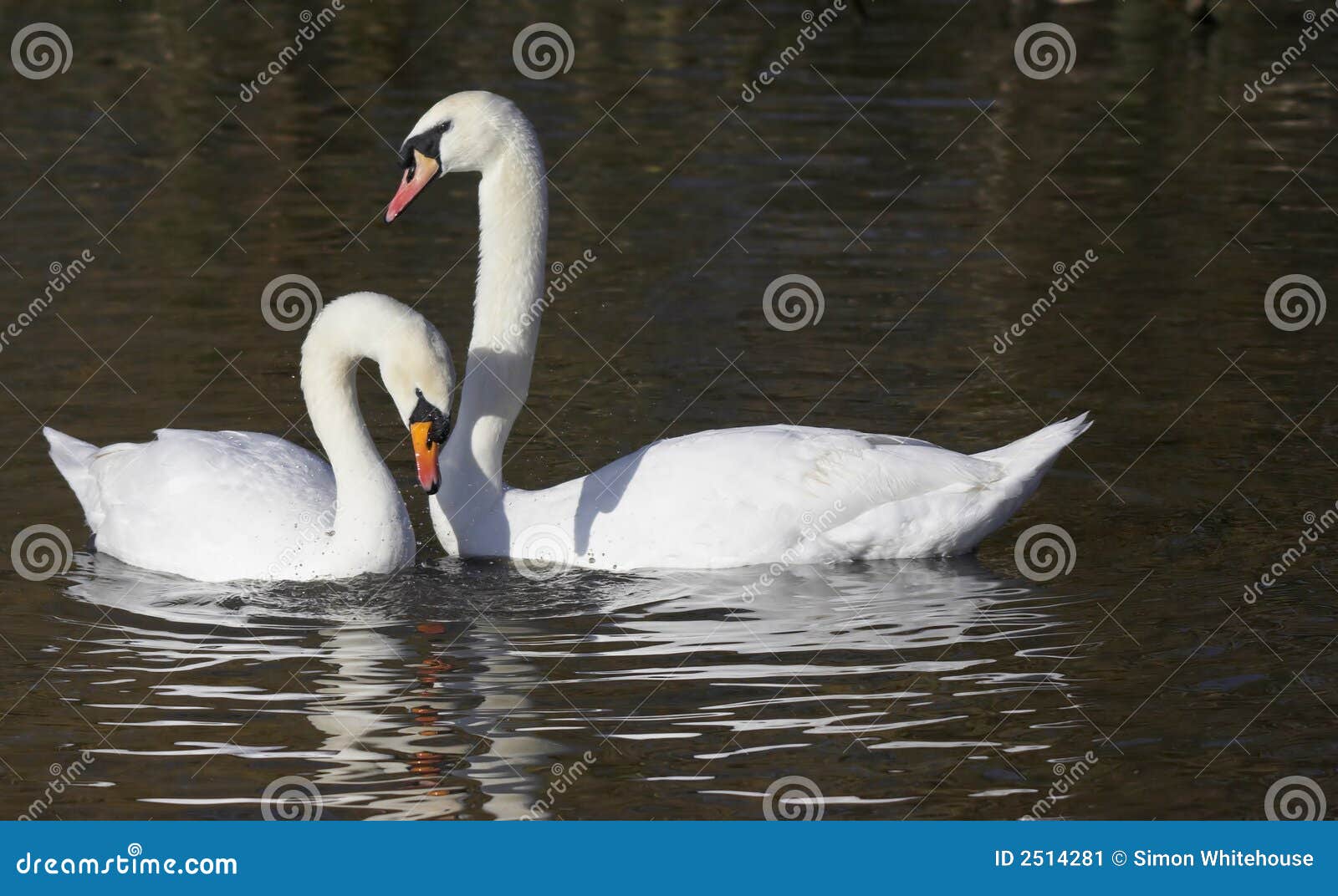 Courting Swans Picture. Image: 2514281
