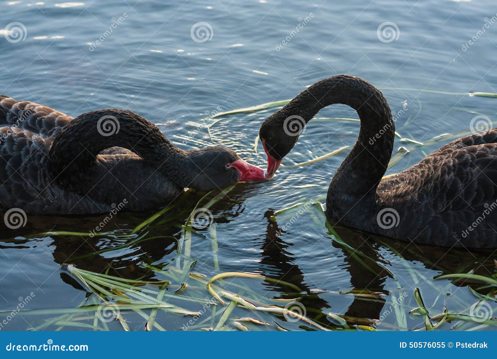 Courting swans stock image. Image of elegant, symbol - 50576055