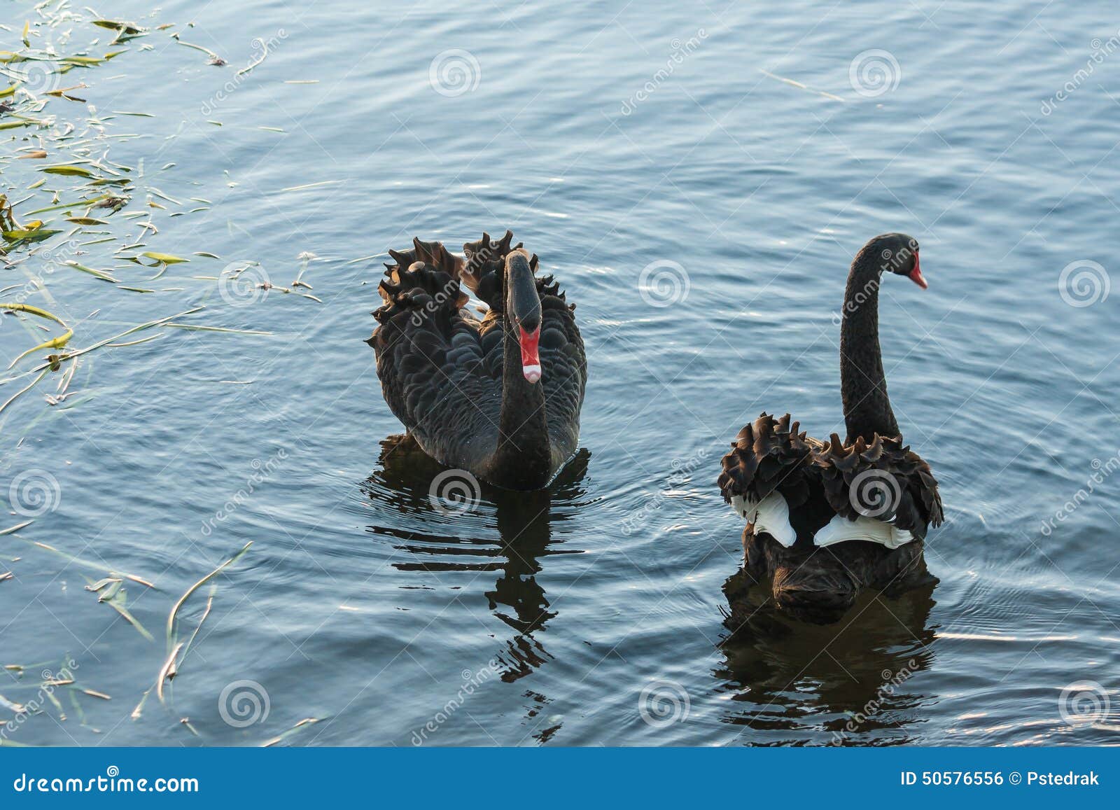 Courting swans on lake stock photo. Image of waterbirds - 50576556