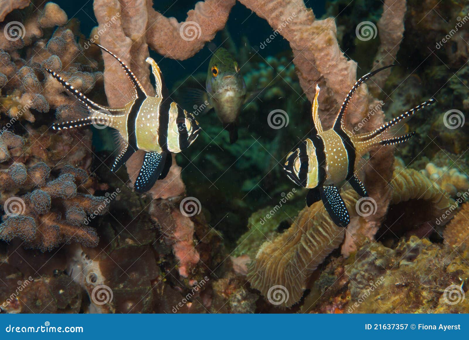 Courtship stock image. Image of stripes, banded, water - 21637357