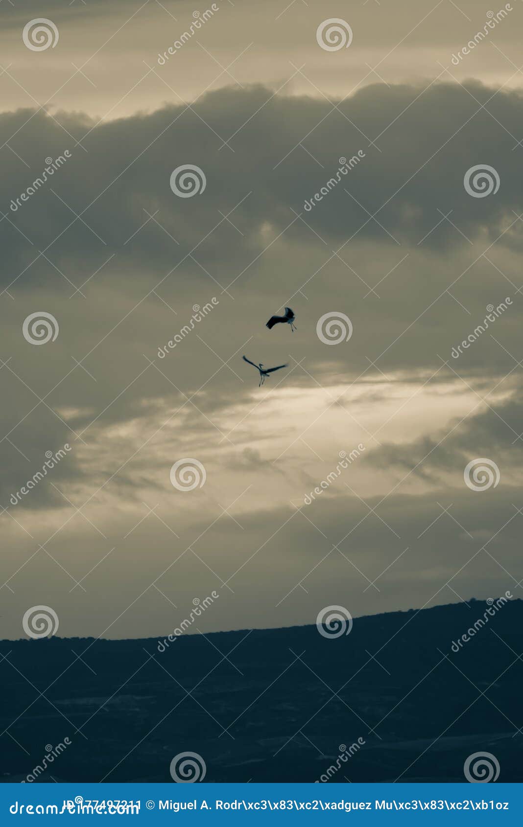 Courtship Flight of a Couple of Storks on a Stormy Afternoon Stock ...