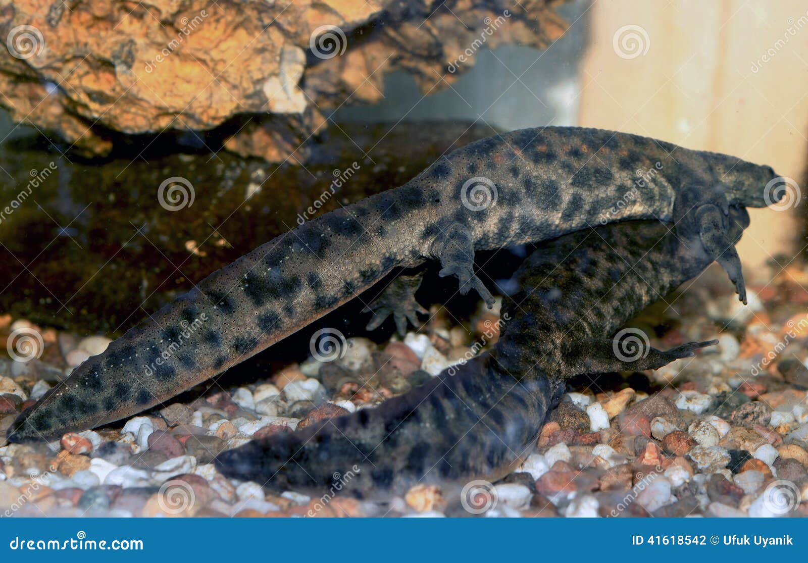 Courtship of Iberian newt stock photo. Image of female - 41618542