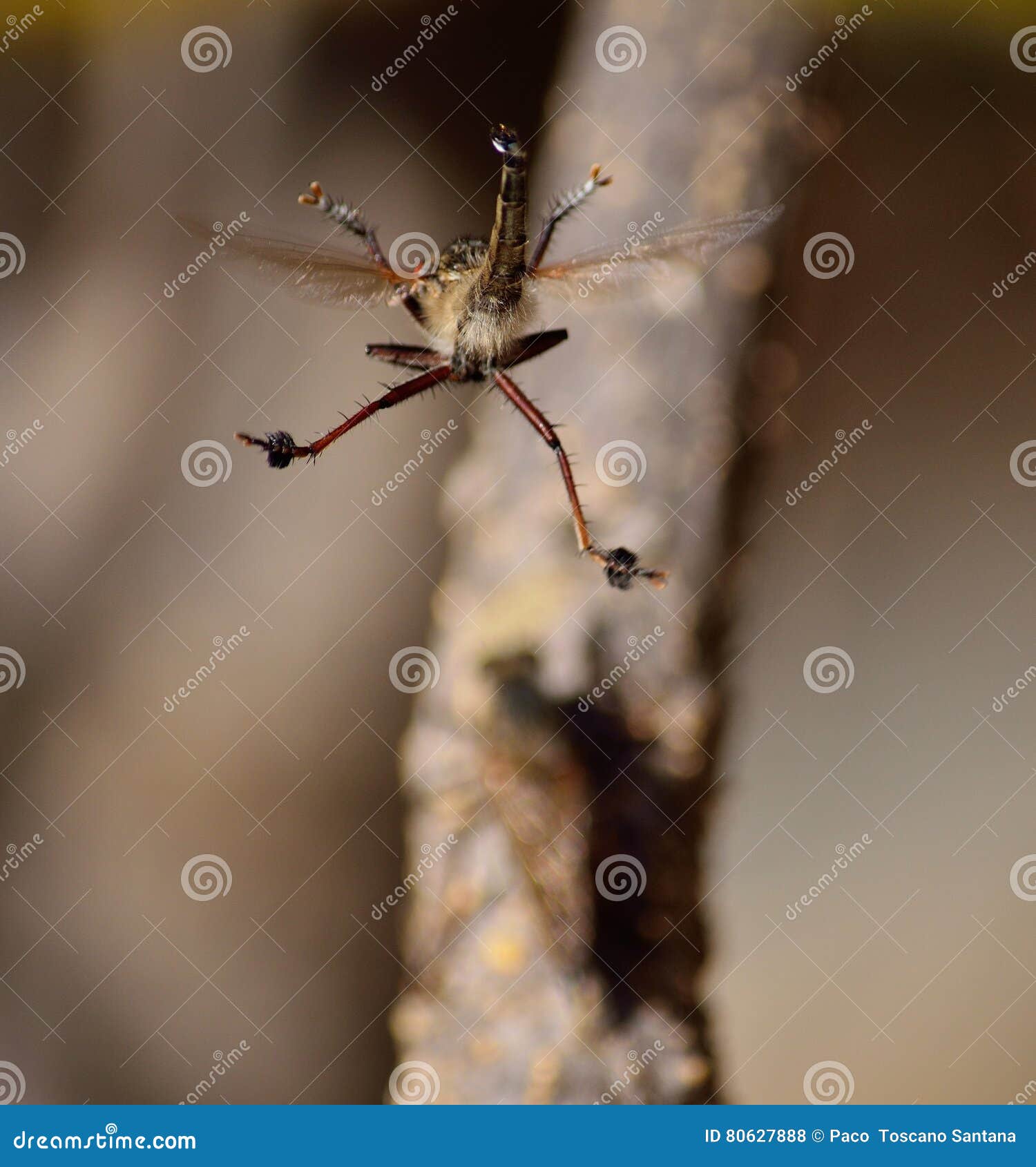 Courtship of robber flies stock photo. Image of kingdom - 80627888
