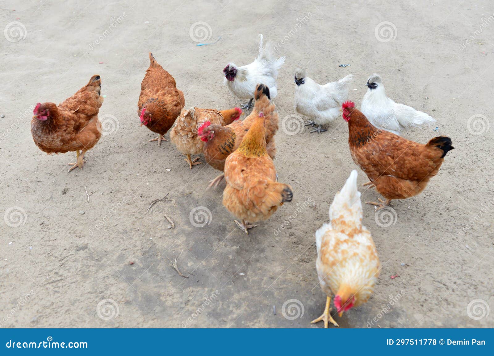 In the Courtyard of the Chicken Stock Photo - Image of color, aquaculture: 297511778