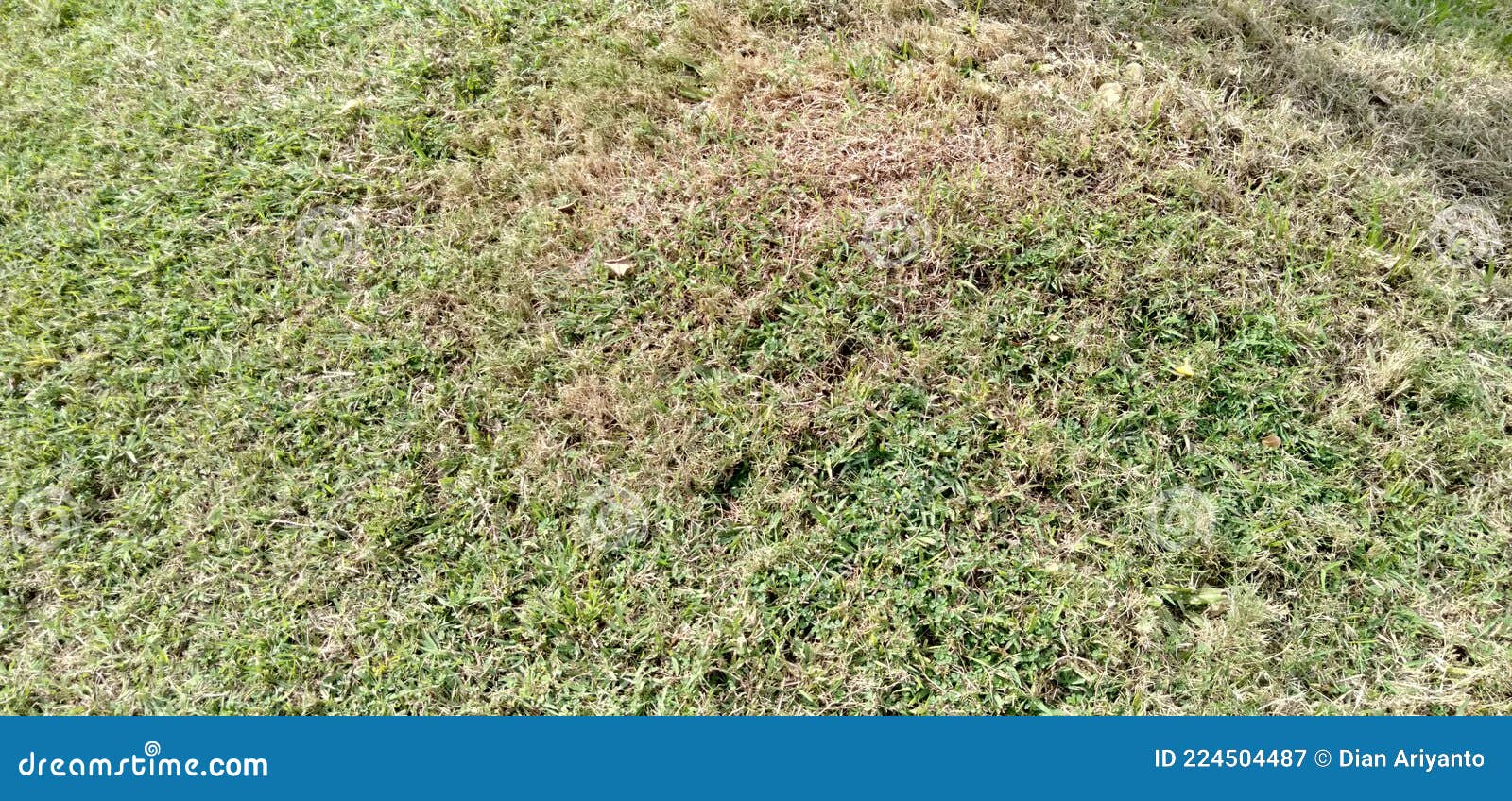 Courtyard green grass stock image. Image of background - 224504487