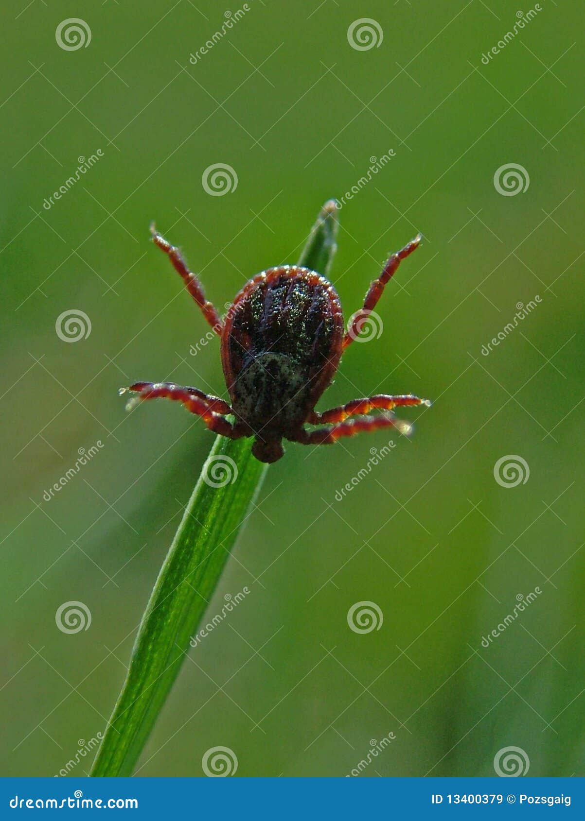 Coutil attendant sa proie image stock. Image du mammifère - 13400379